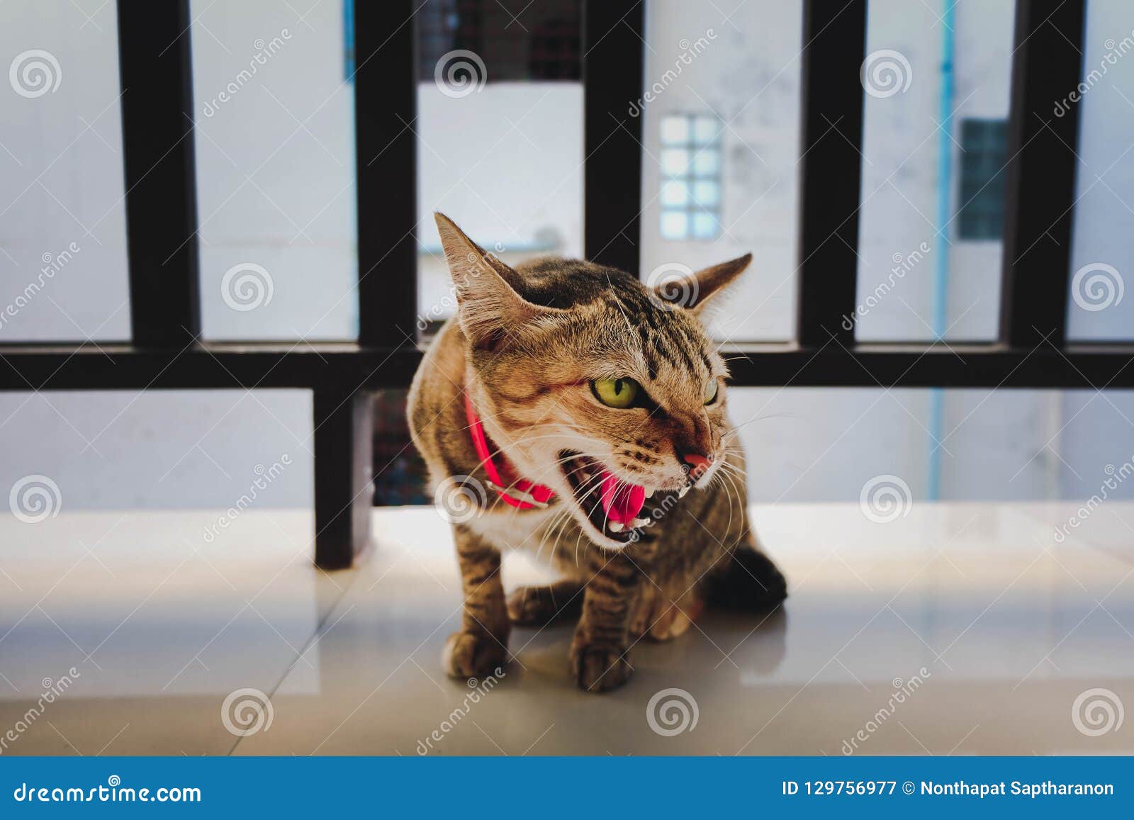Cat angry stock image. Image of curious, kitty, animal - 129756977
