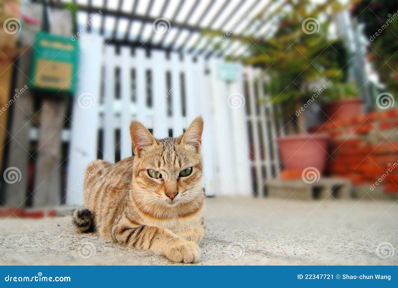 Cat angry look stock image. Image of dangerous, funny - 22347721