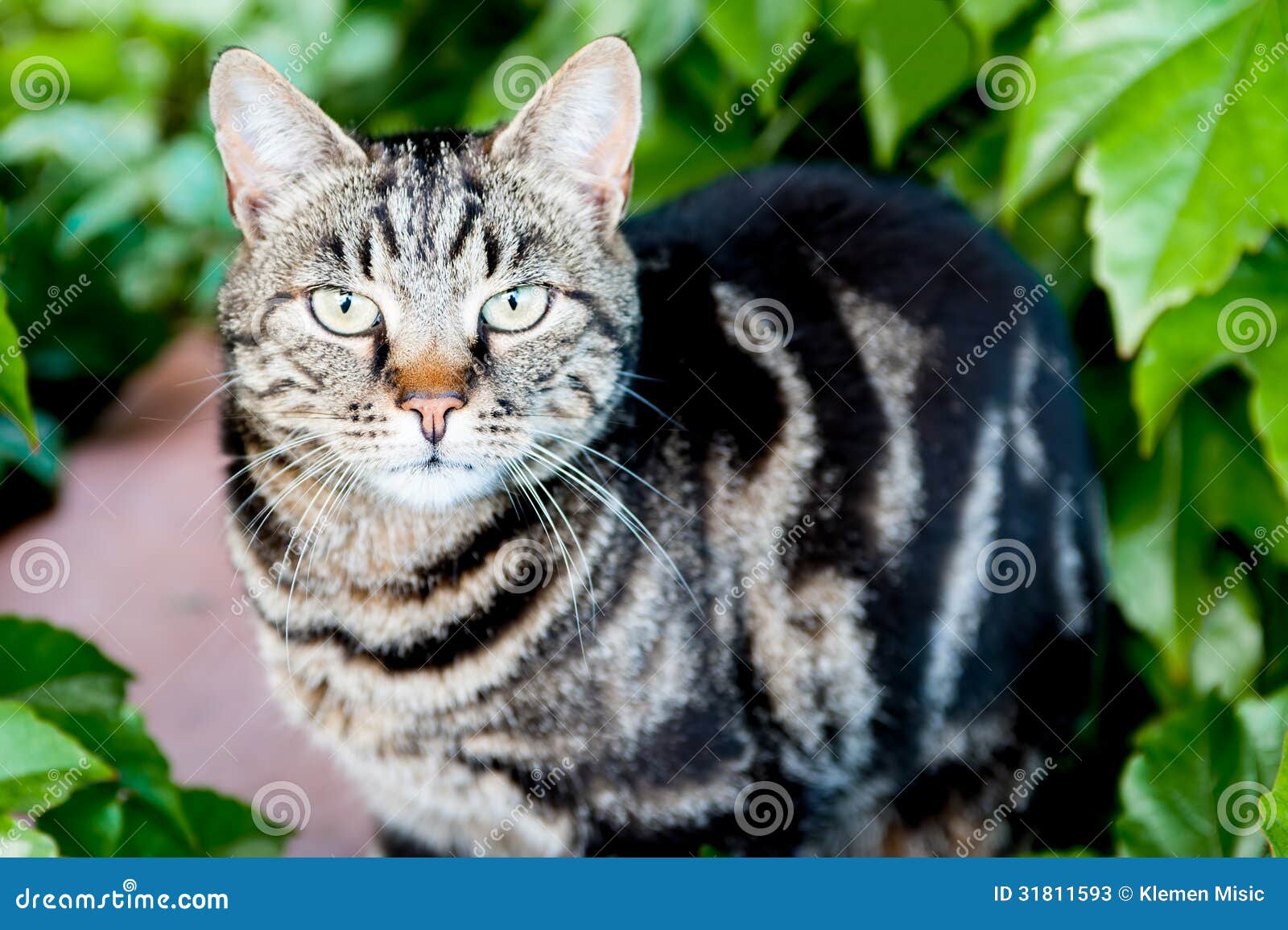 Cat with Angry Look in Bush Stock Image - Image of eyes, cute: 31811593