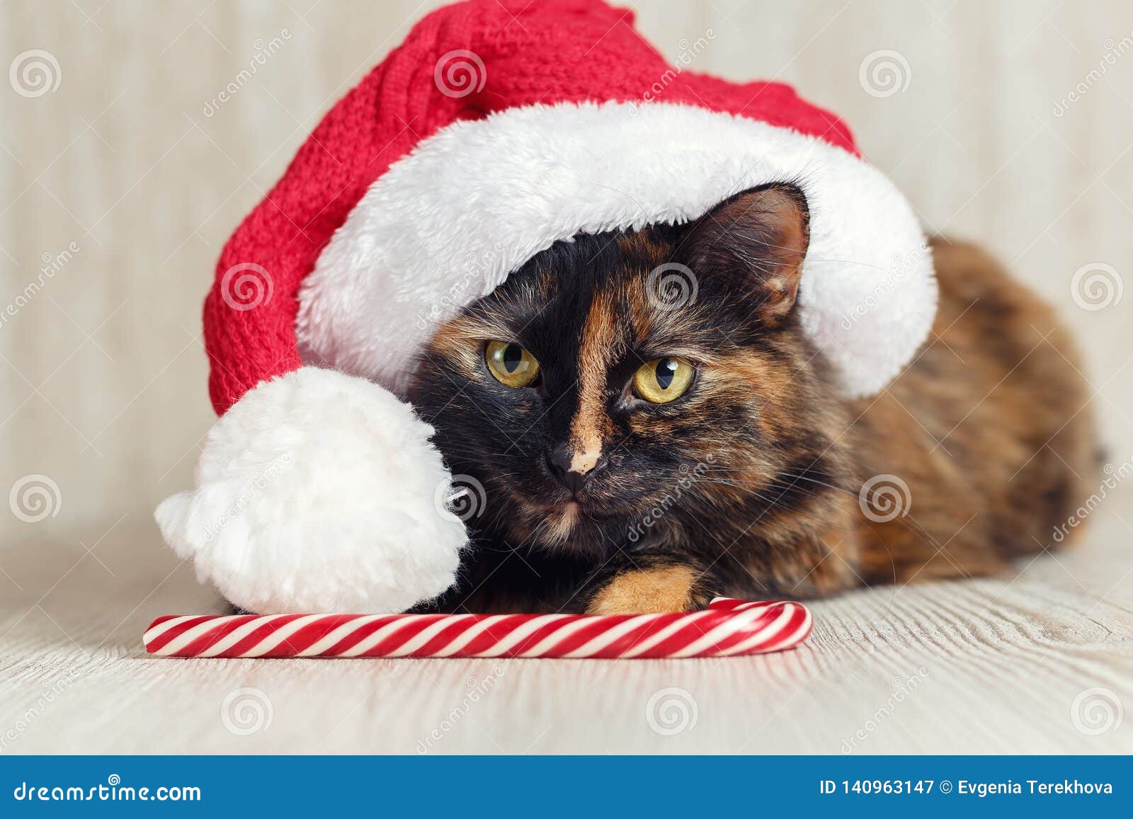 Cat with an Angry Look in a Santa Hat and Candy Cane Stock Image ...