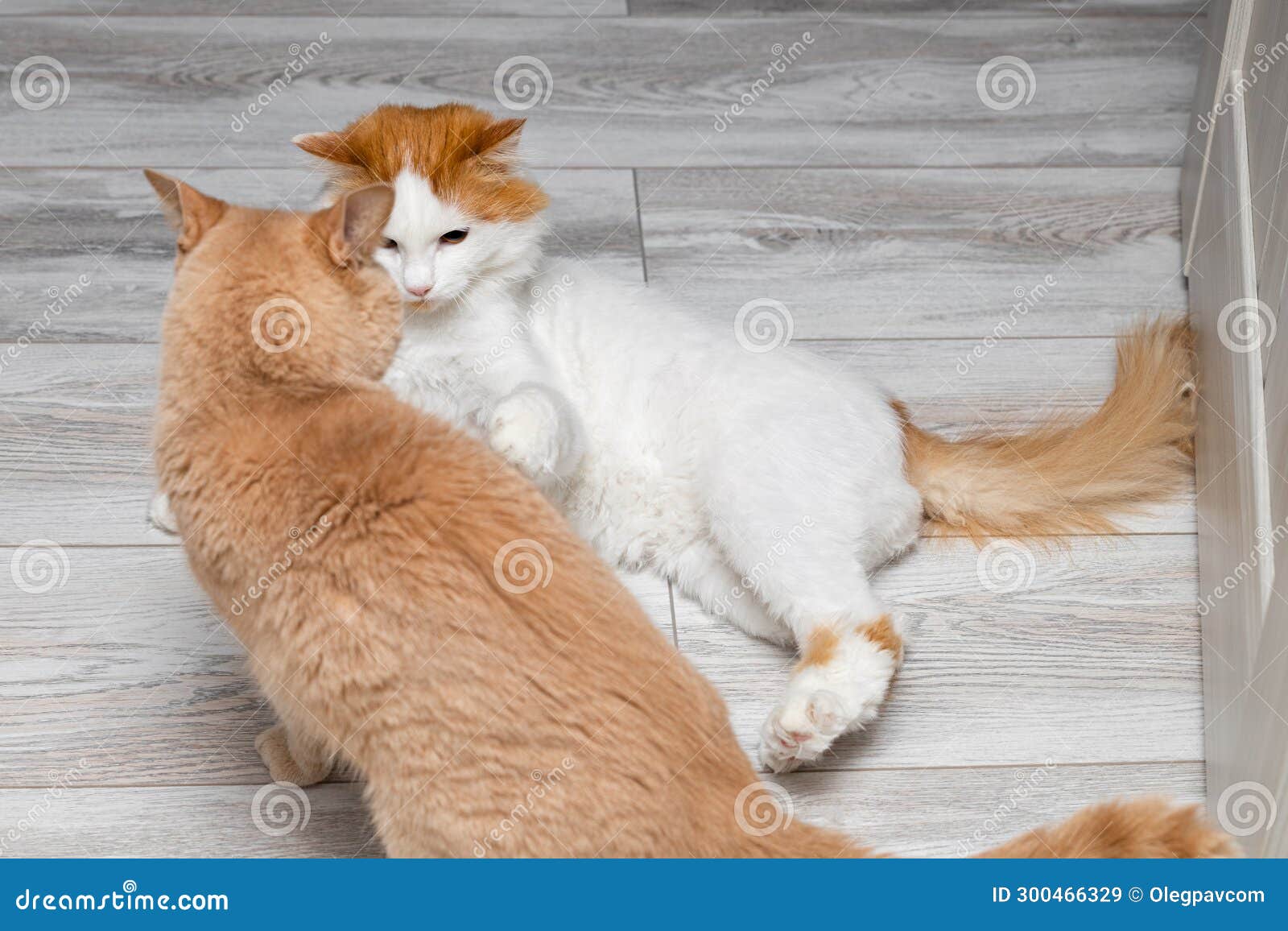 The Cat is Angry and Preparing To Attack. Stock Image - Image of ...
