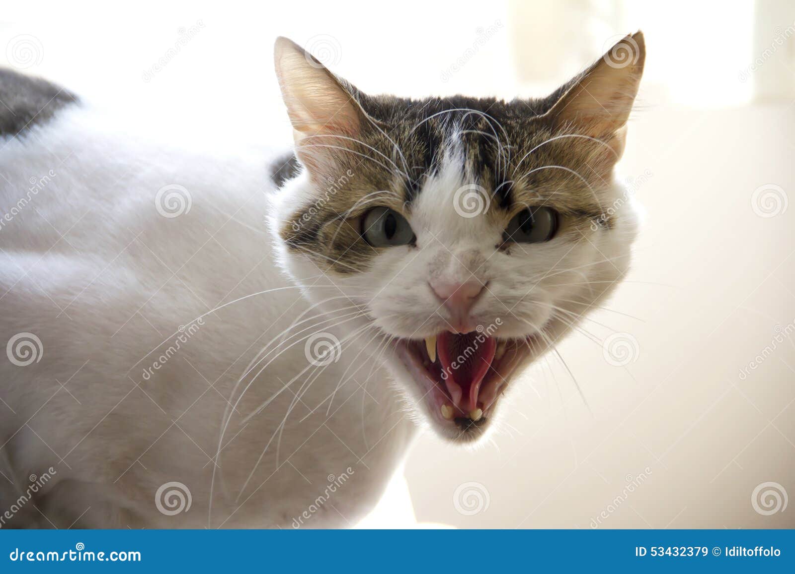 Cat stock image. Image of teeth, disgust, title, scratching - 53432379