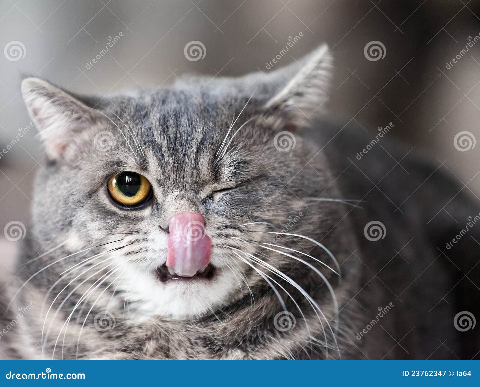 Cat animal stock image. Image of cute, domestic, beautiful - 23762347