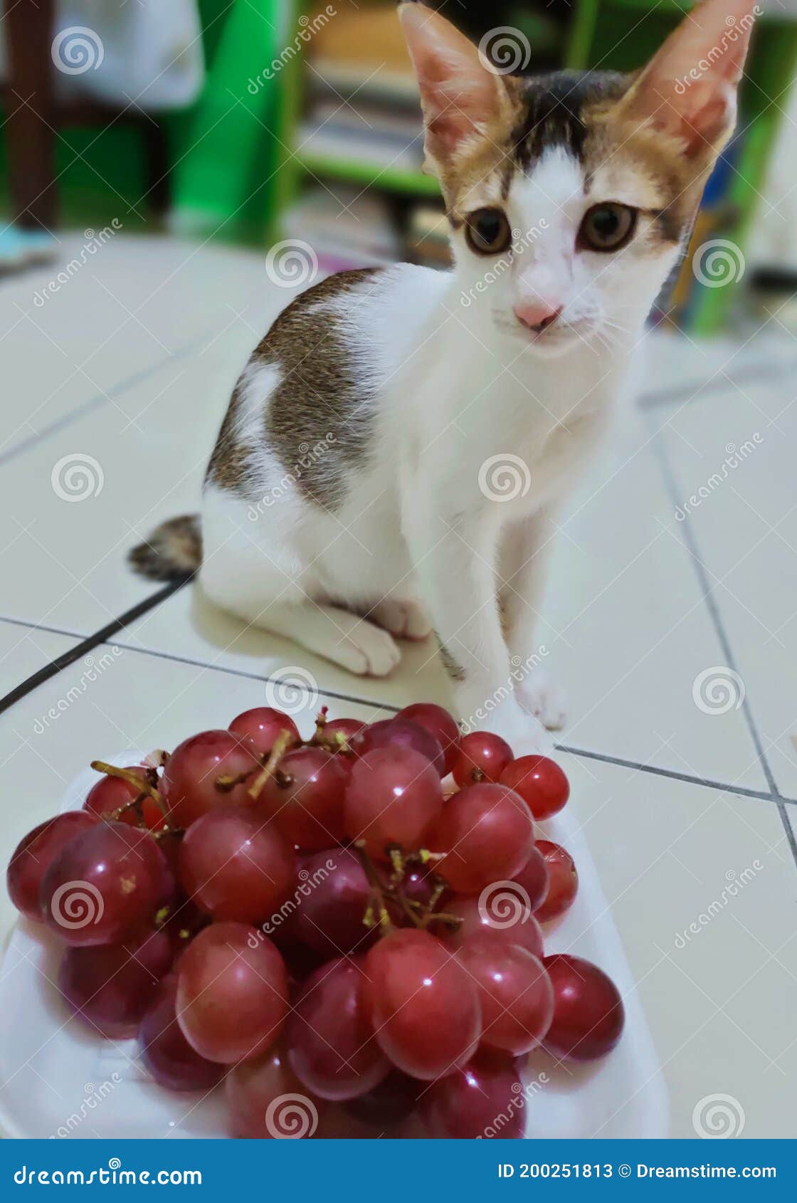 Cat, animal, grape, stock image. Image of carnivore - 200251813