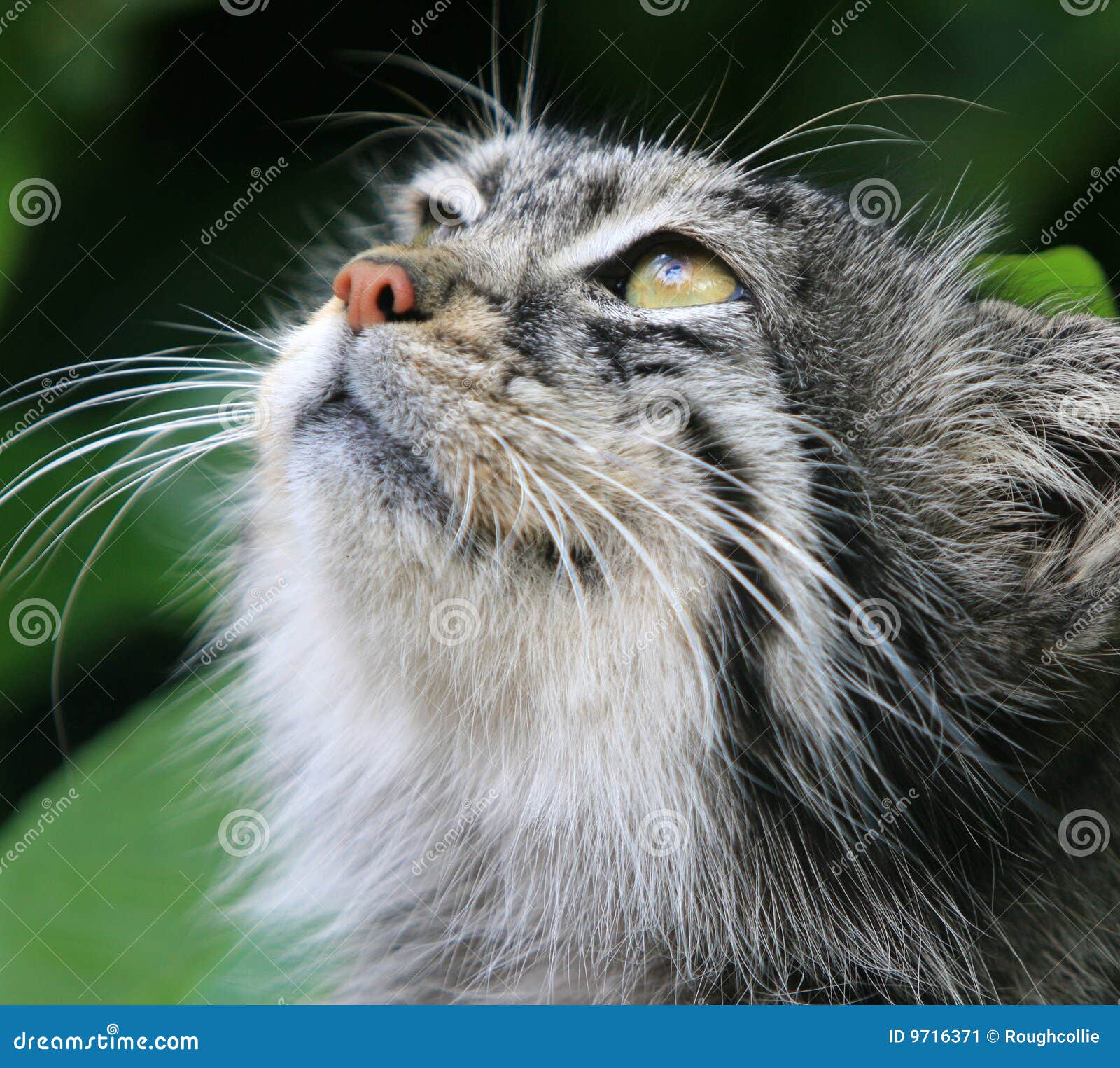 Cat Animal Head Close Up Picture. Image: 9716371