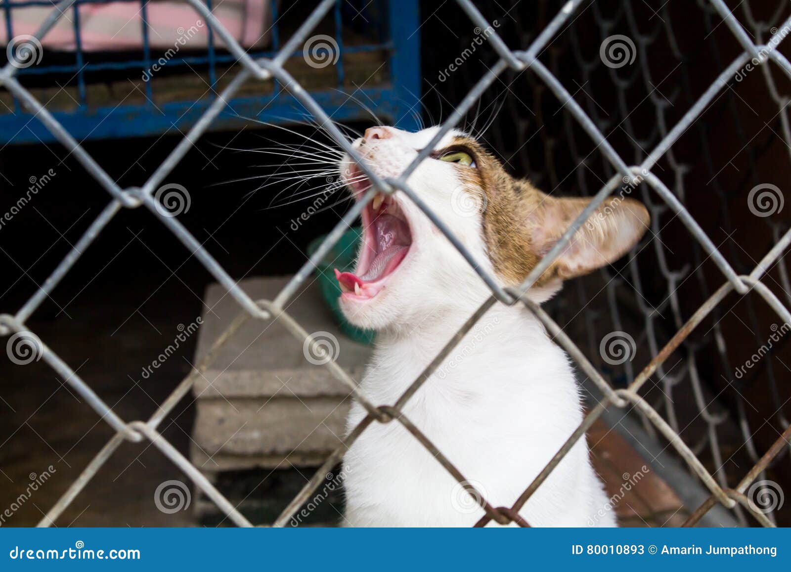 Cat Animals stock image. Image of gawking, hair, breed - 80010893