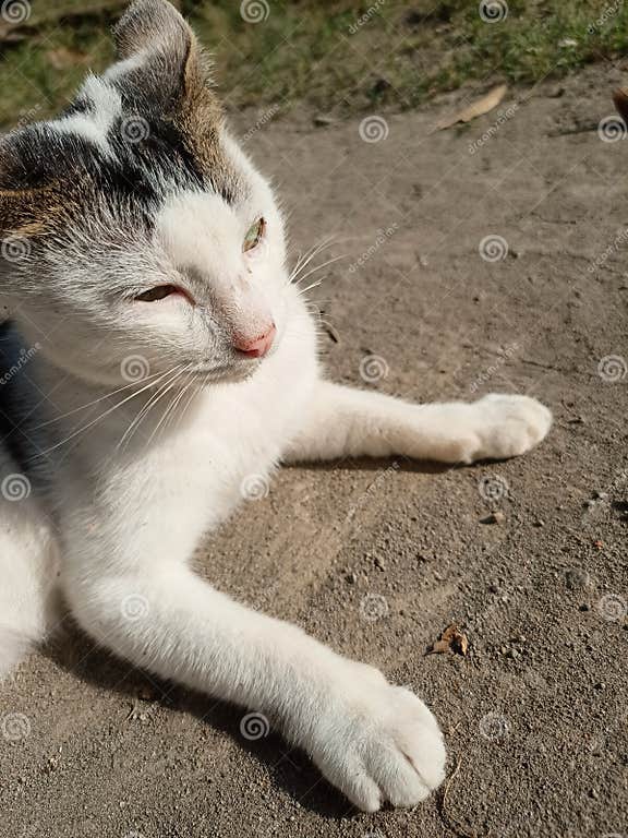 Cat with annoying face stock image. Image of annoying - 221809329