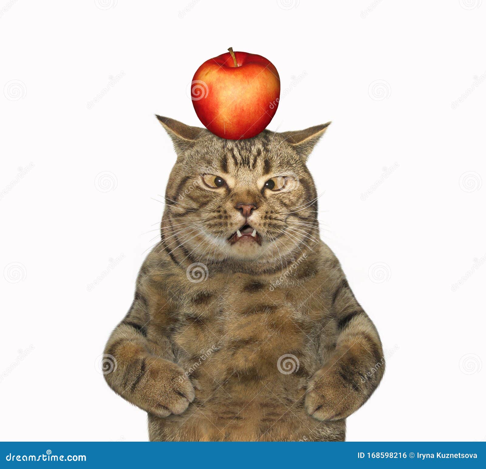 Cat with apple on his head stock photo. Image of creative - 168598216