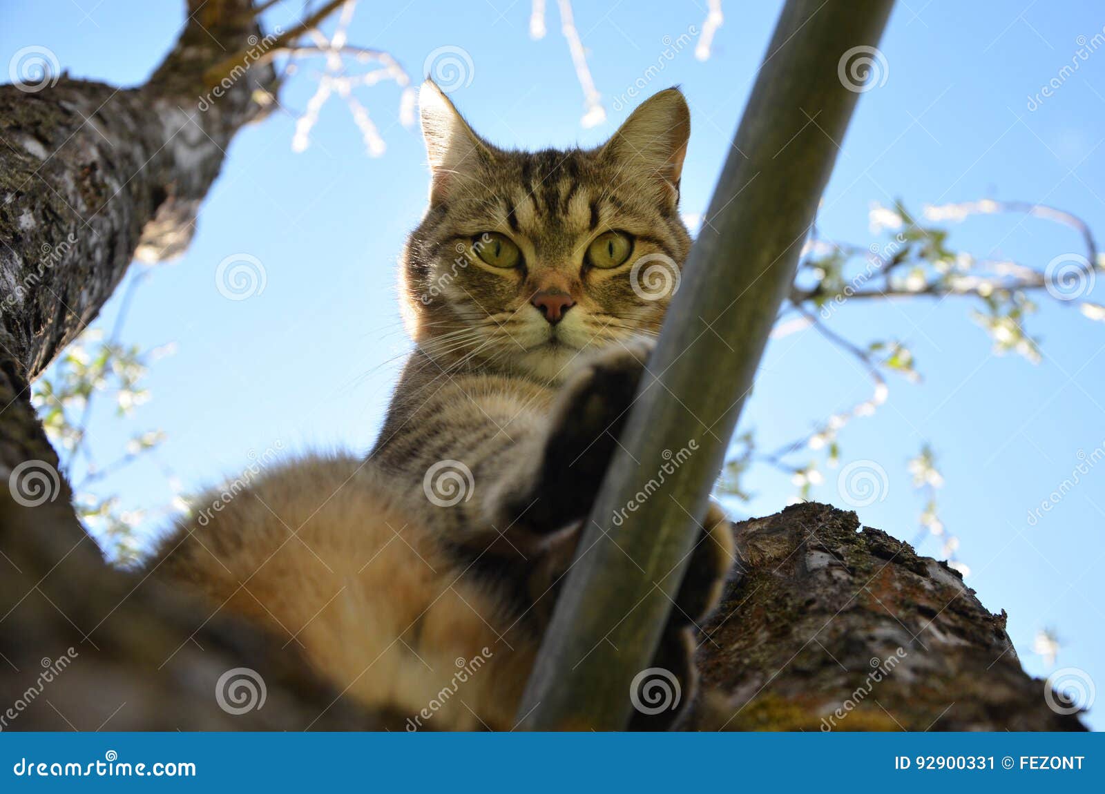 Cat on the Apple tree stock image. Image of plant, spring - 92900331