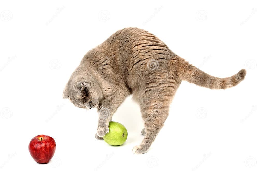 Cat apples stock image. Image of british, nature, lifestyle - 20726999