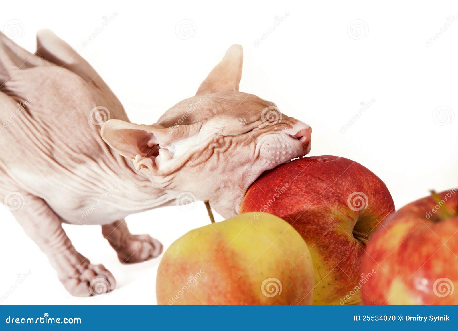 Cat with apples stock photo. Image of eating, white, eyes - 25534070