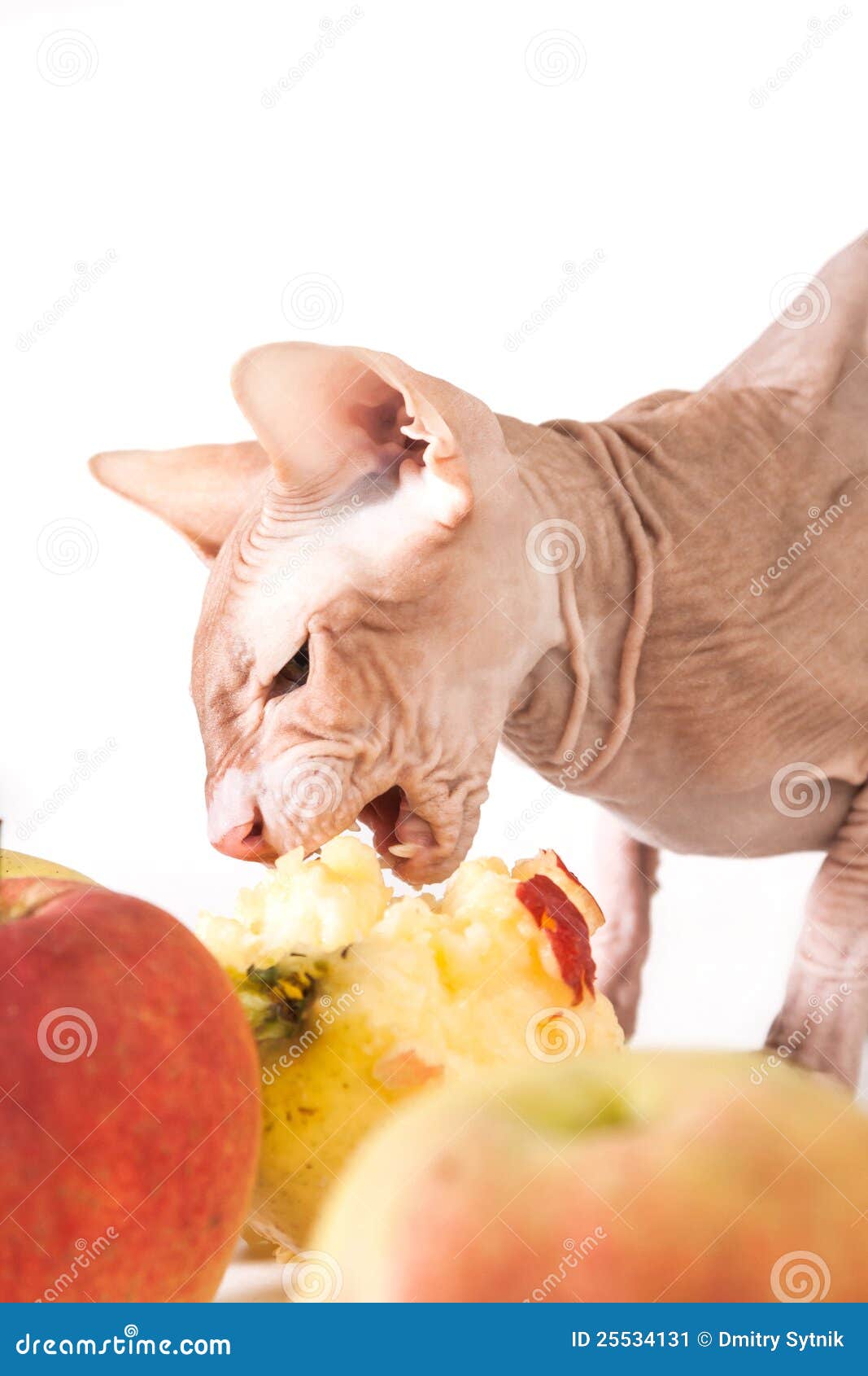 Cat with apples stock image. Image of pretty, fang, white - 25534131