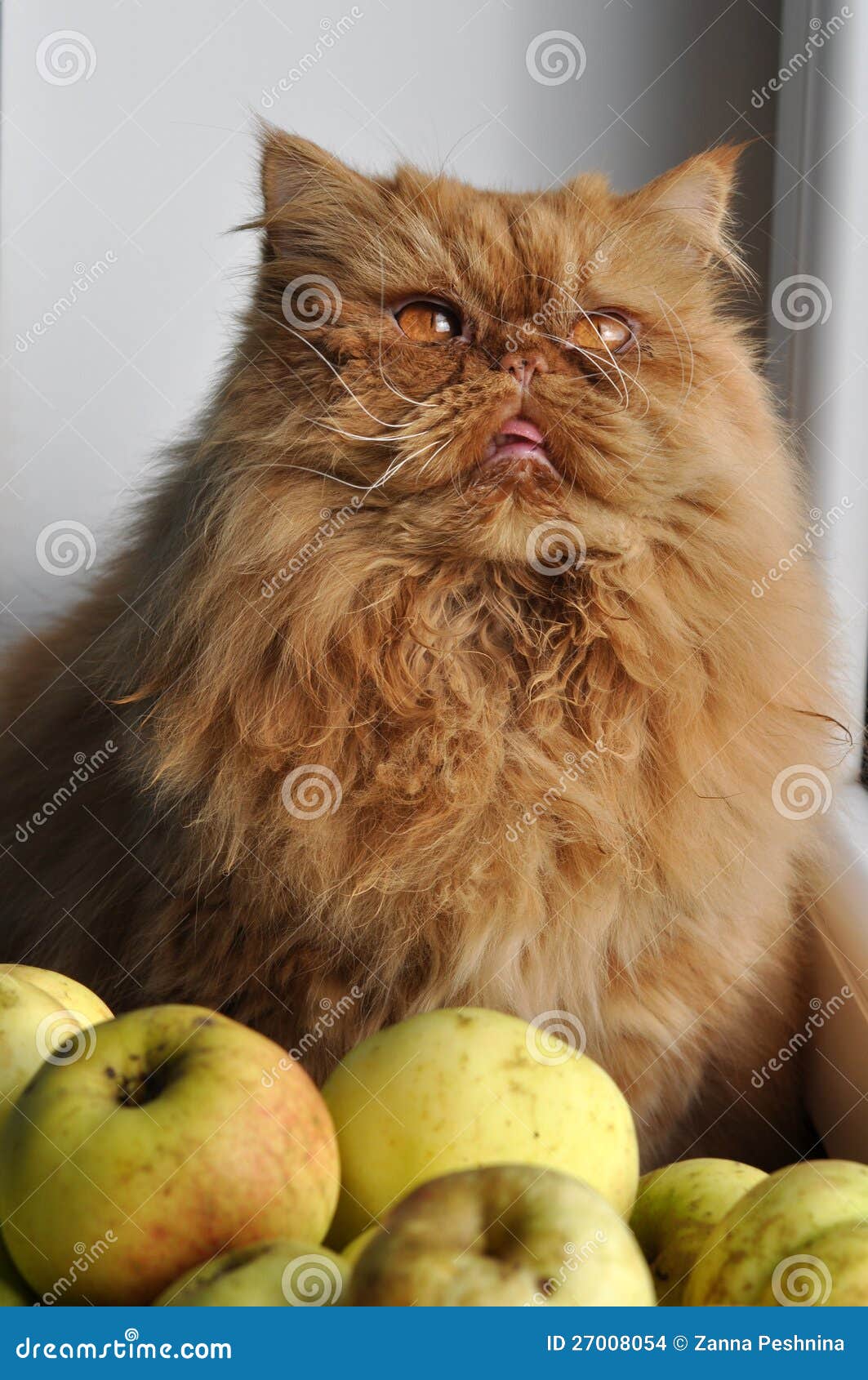 Cat Apples stock photo. Image of apples, favorite, smart - 27008054