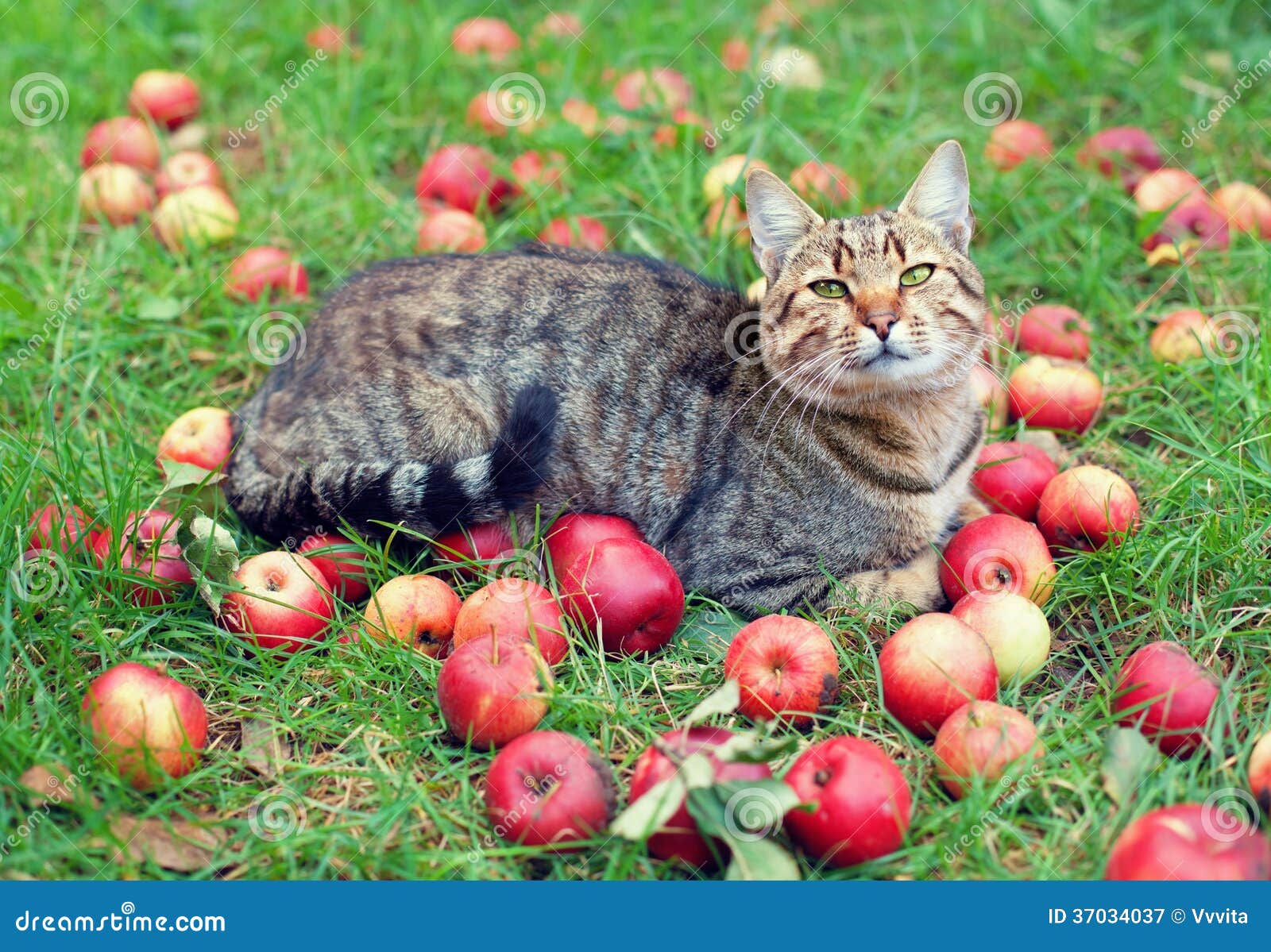 Cat and Apples stock image. Image of apple, cute, harvest - 37034037