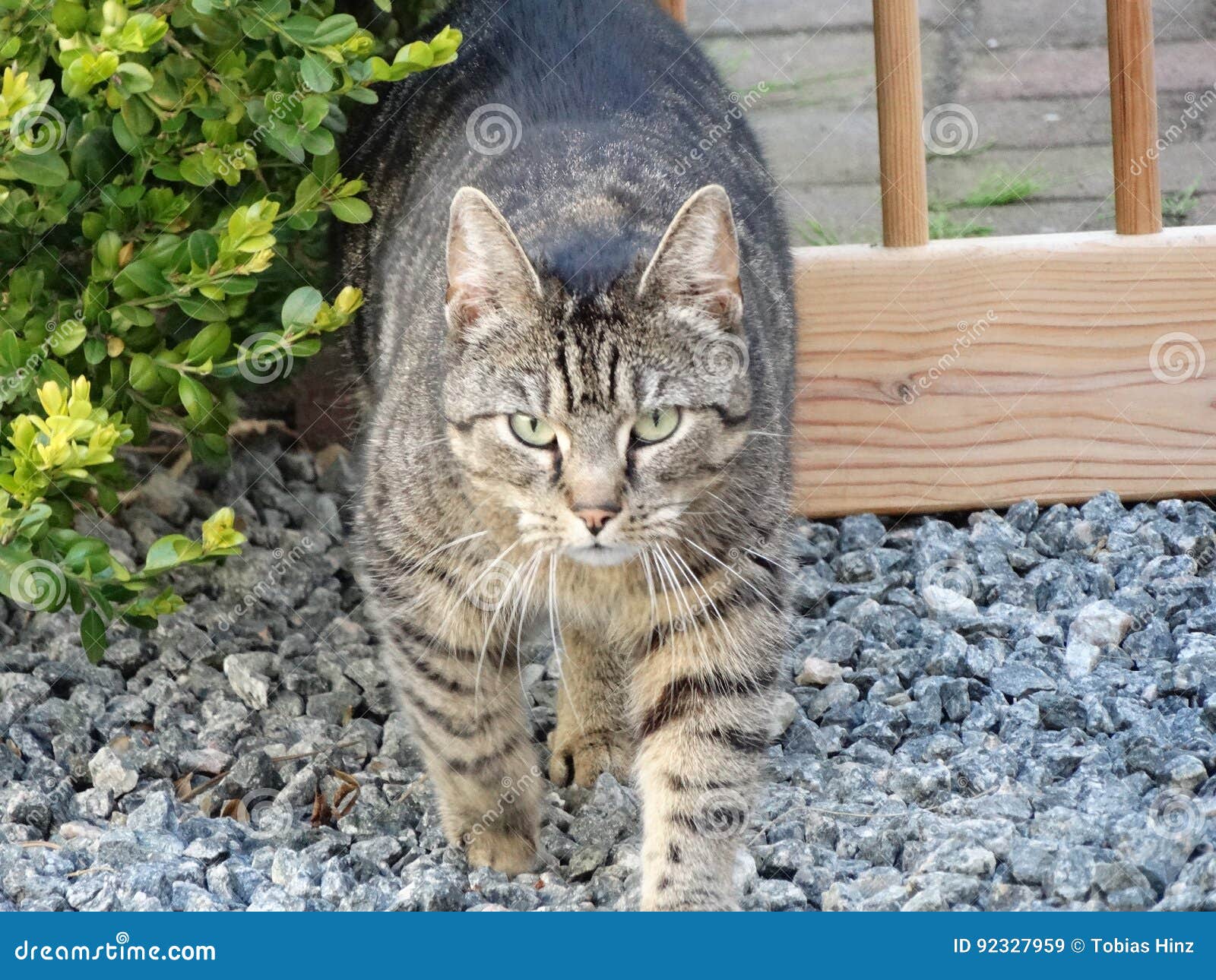 Cat Approaching Looks Serious Stock Image - Image of approaching, looks ...