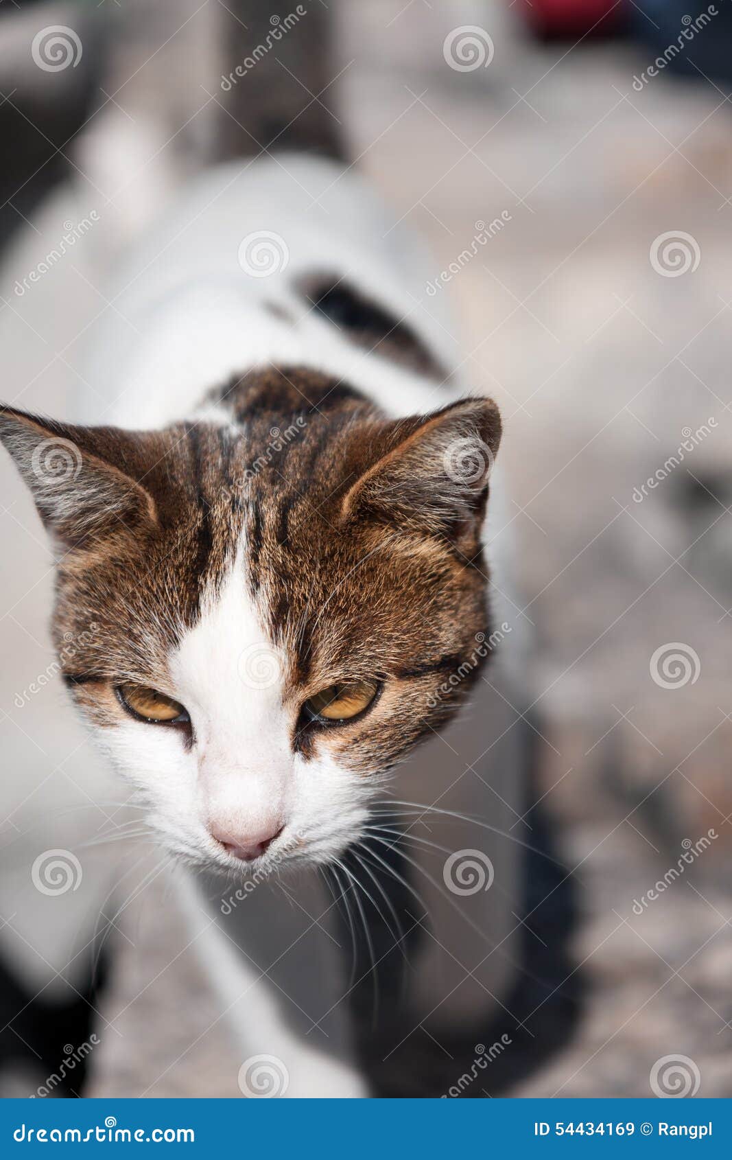 Cat approaching stock image. Image of walk, white, homeless - 54434169