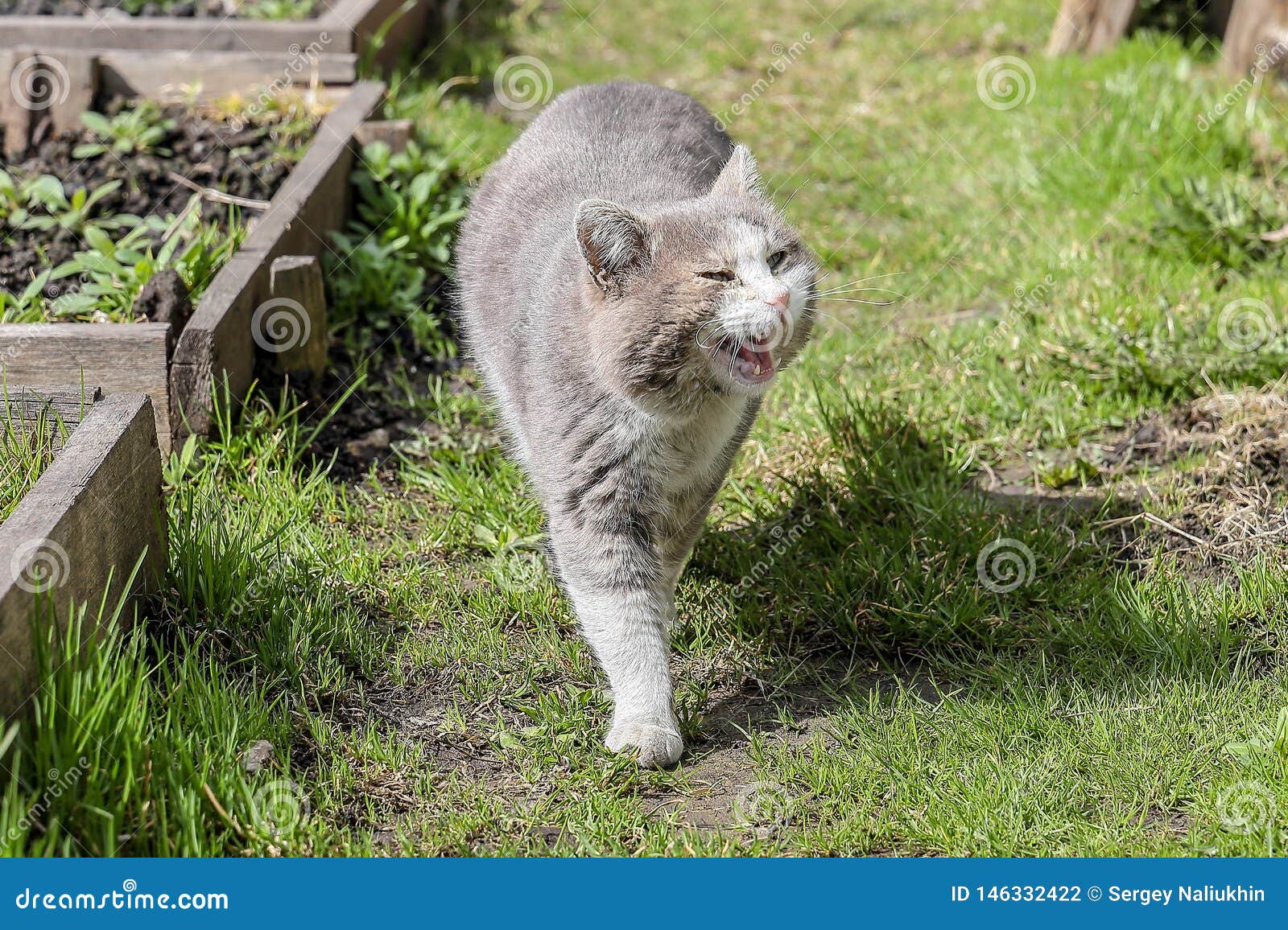 Cat Arched His Back and Meows Stock Photo - Image of head, park: 146332422