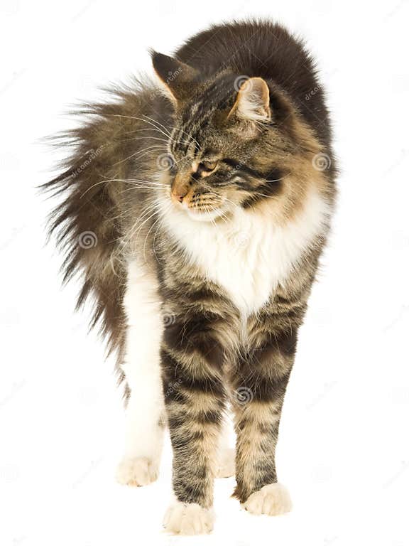 Cat Arching Back, on White Background Stock Image - Image of beautiful ...