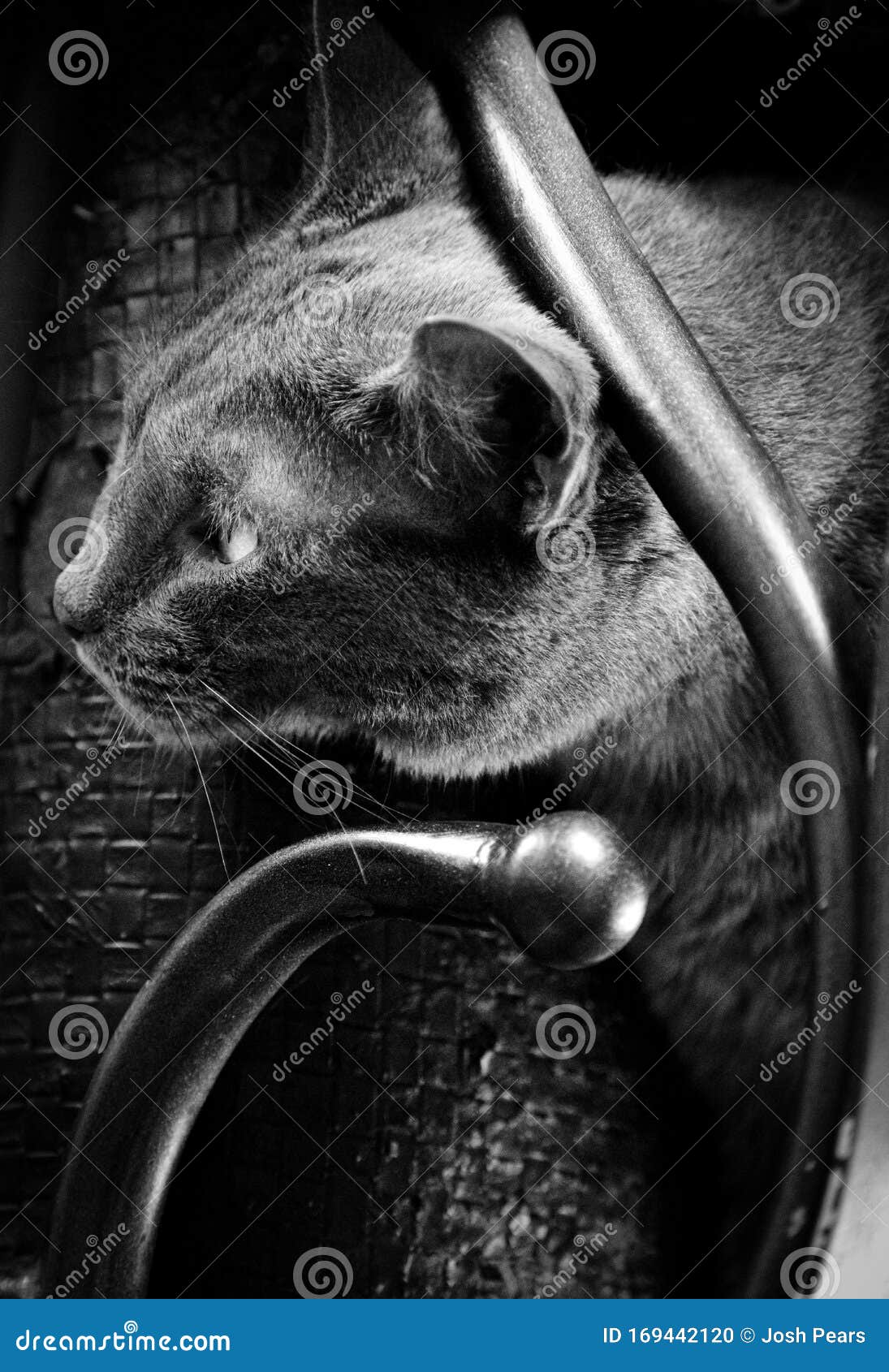 Cat in the arm of a chair stock photo. Image of genuine - 169442120