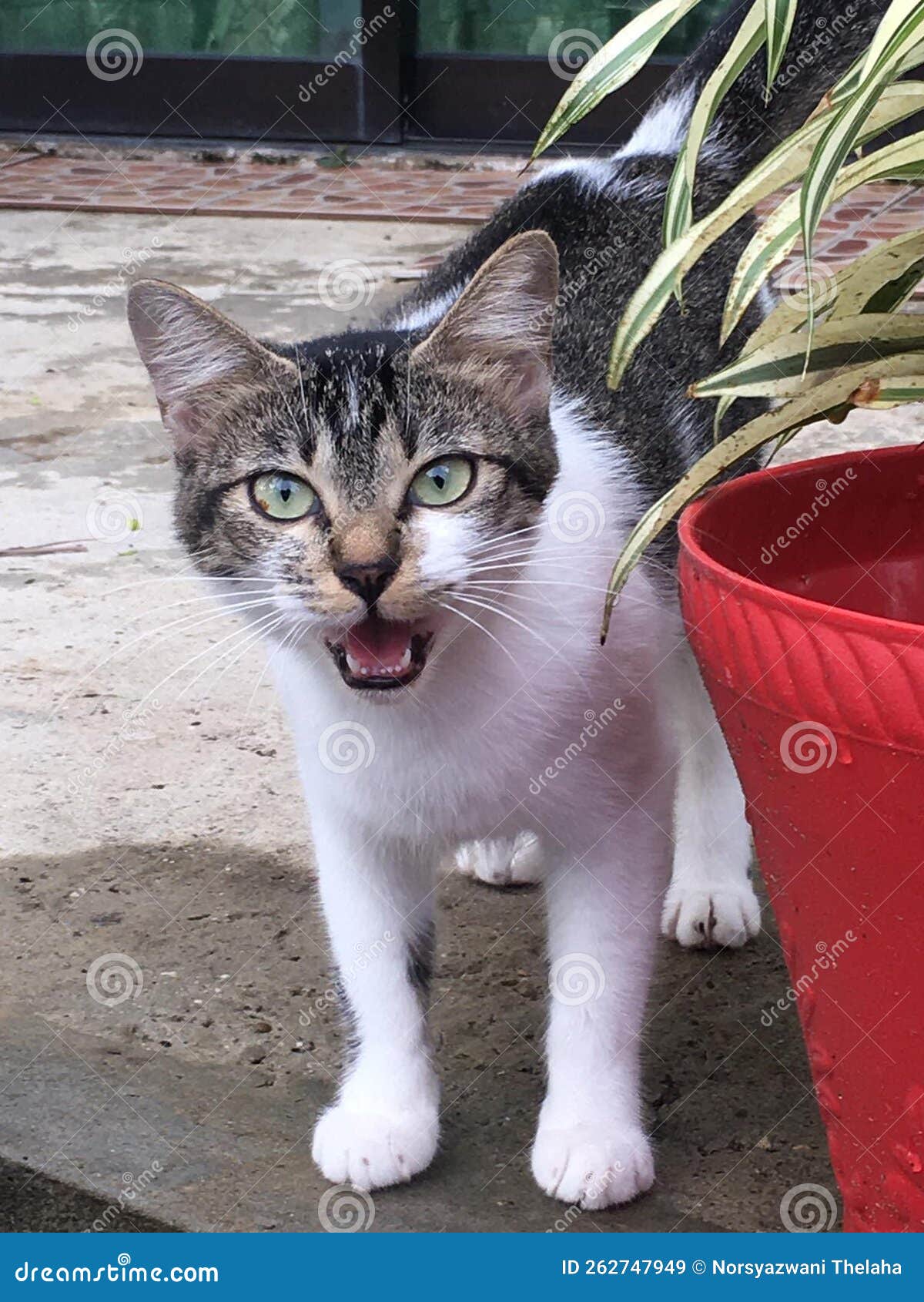 Cat stock image. Image of understand - 262747949