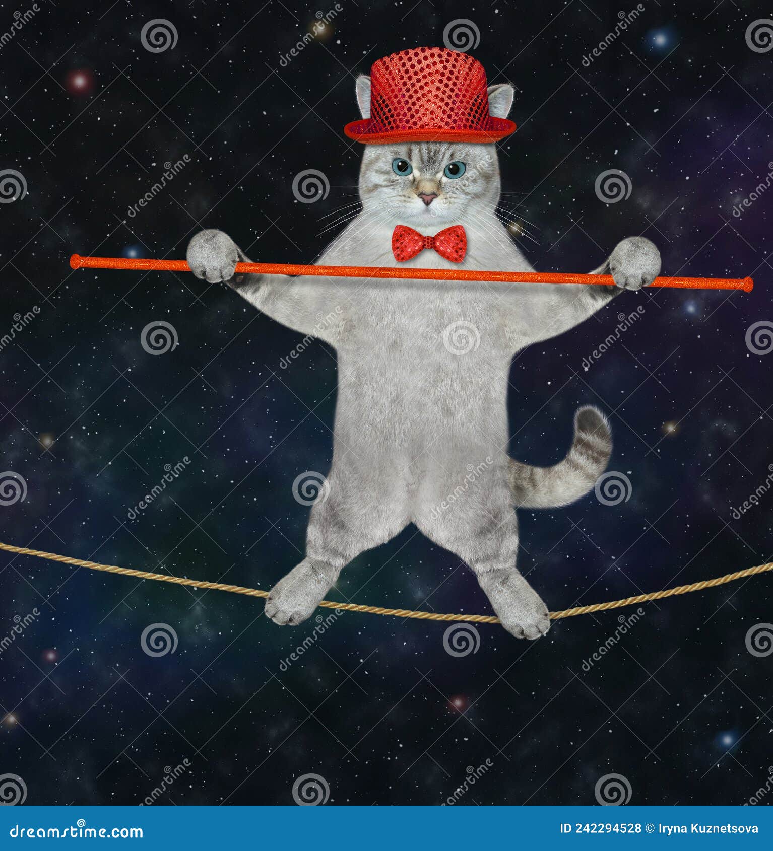 Cat Ashen with Pole Walks on Tightrope at Night Stock Photo - Image of ...