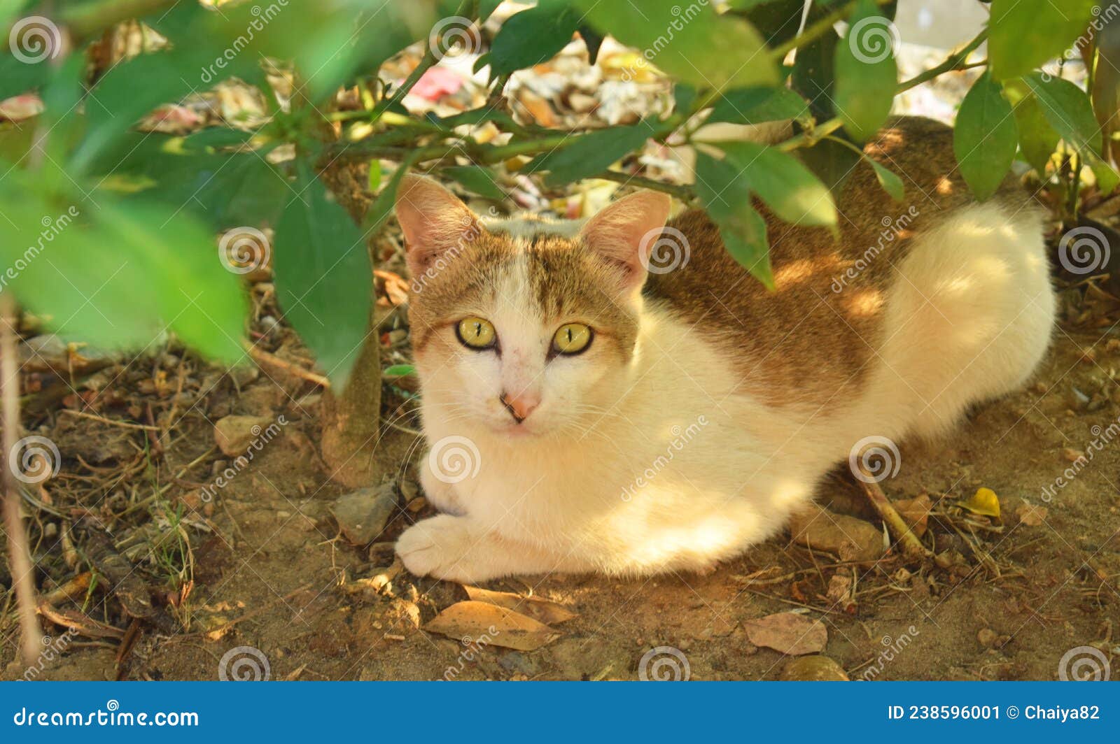 Cat asian stock image. Image of detail, diet, cooking - 238596001