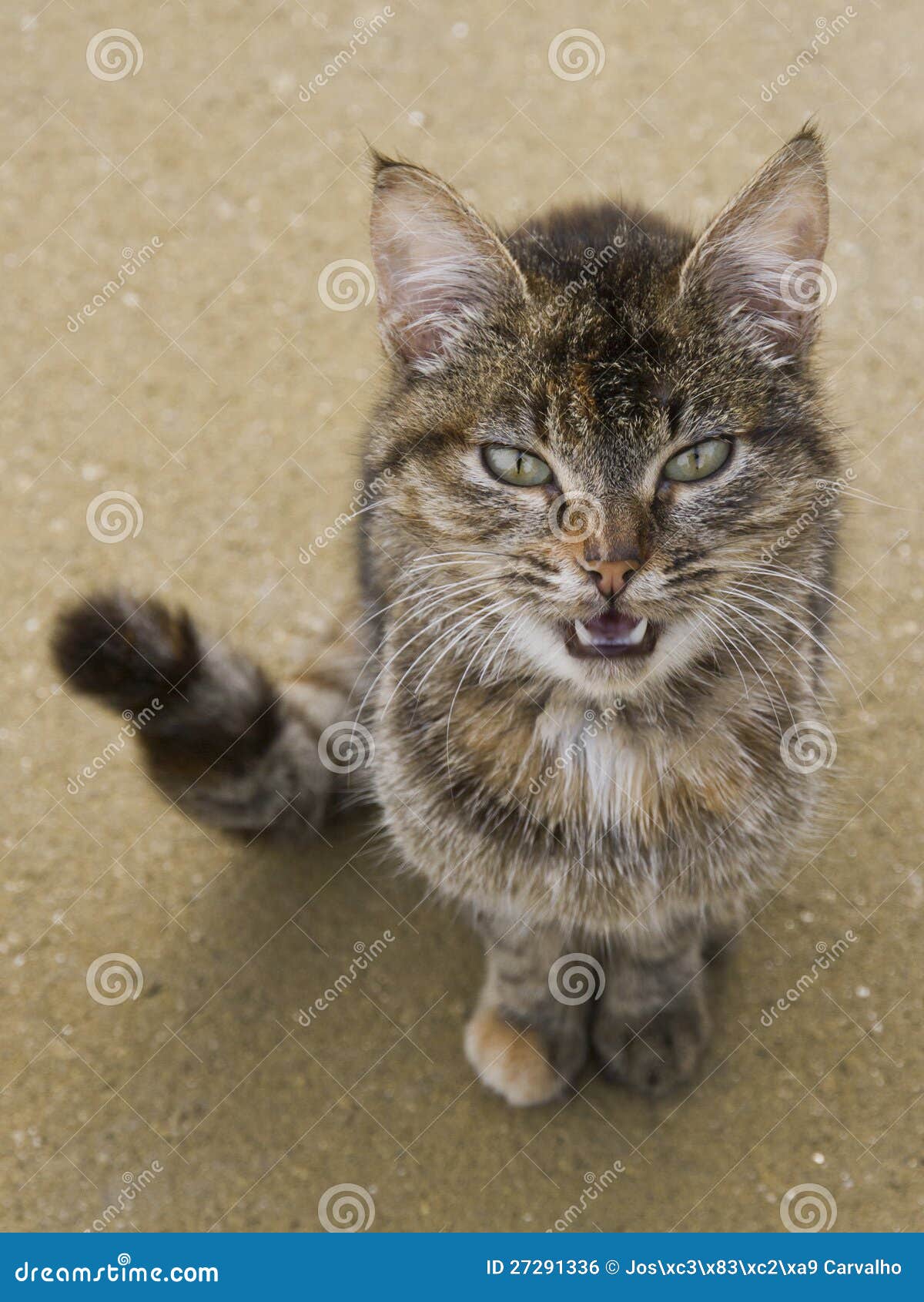 Cat asking for affection stock photo. Image of playful - 27291336