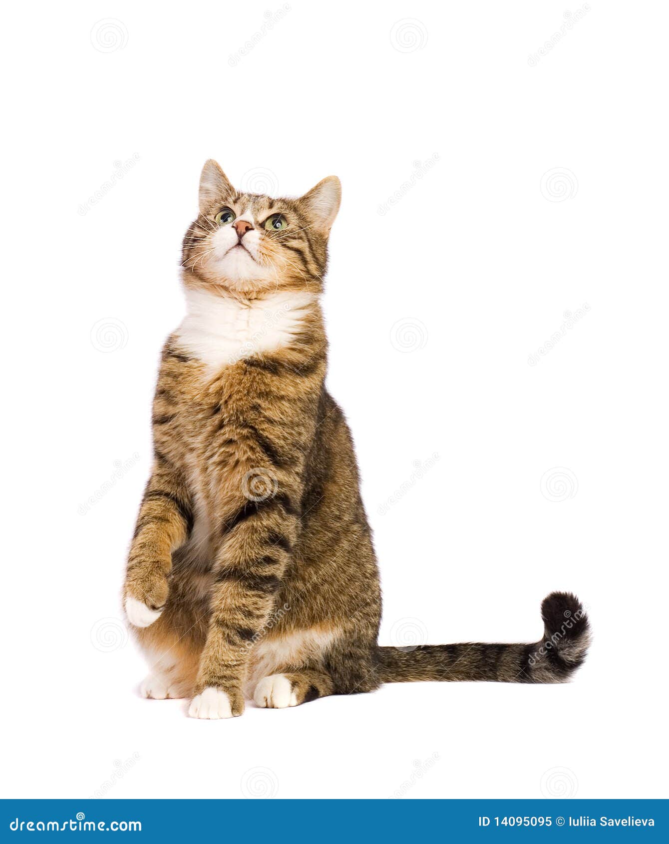 Cat Asking, Looking Up at Copy Space. Stock Image - Image of isolated ...