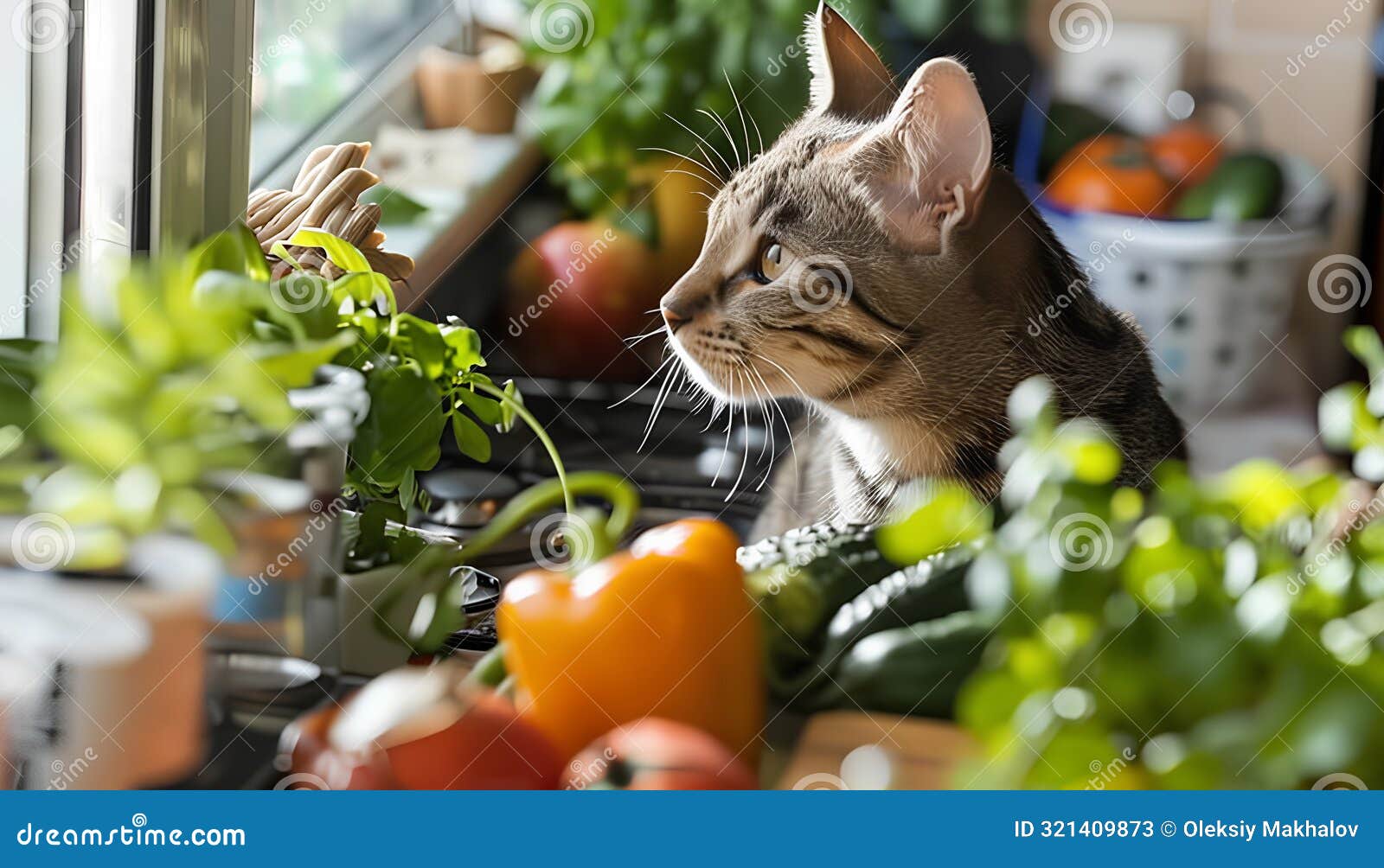 Cat Asks To Eat From An Empty Bowl Against The Background Of A White ...