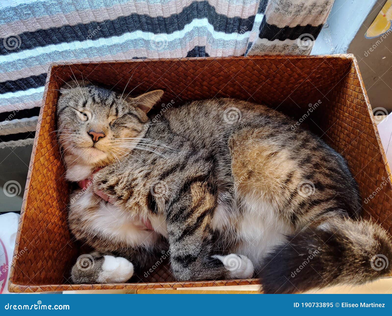 Cat Asleep in a Box stock image. Image of snout, mammal - 190733895