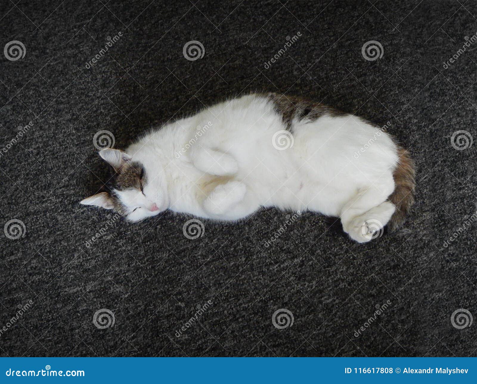 Cat is asleep. stock photo. Image of deep, lying, furry - 116617808