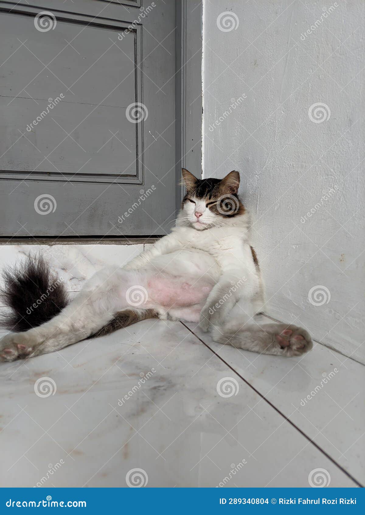 The cat is asleep stock photo. Image of white, black - 289340804