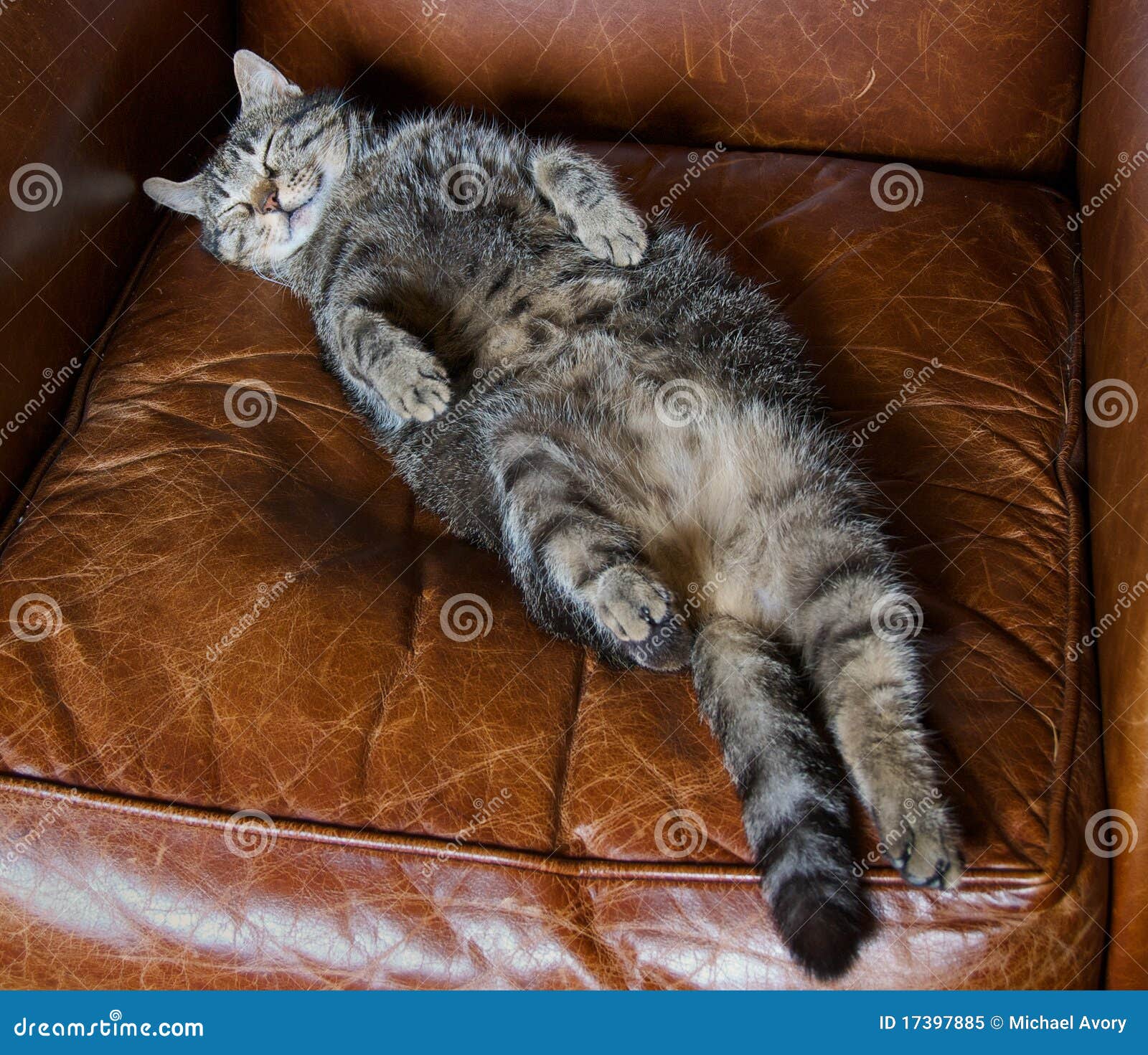 Cat asleep on her back stock image. Image of relaxed - 17397885