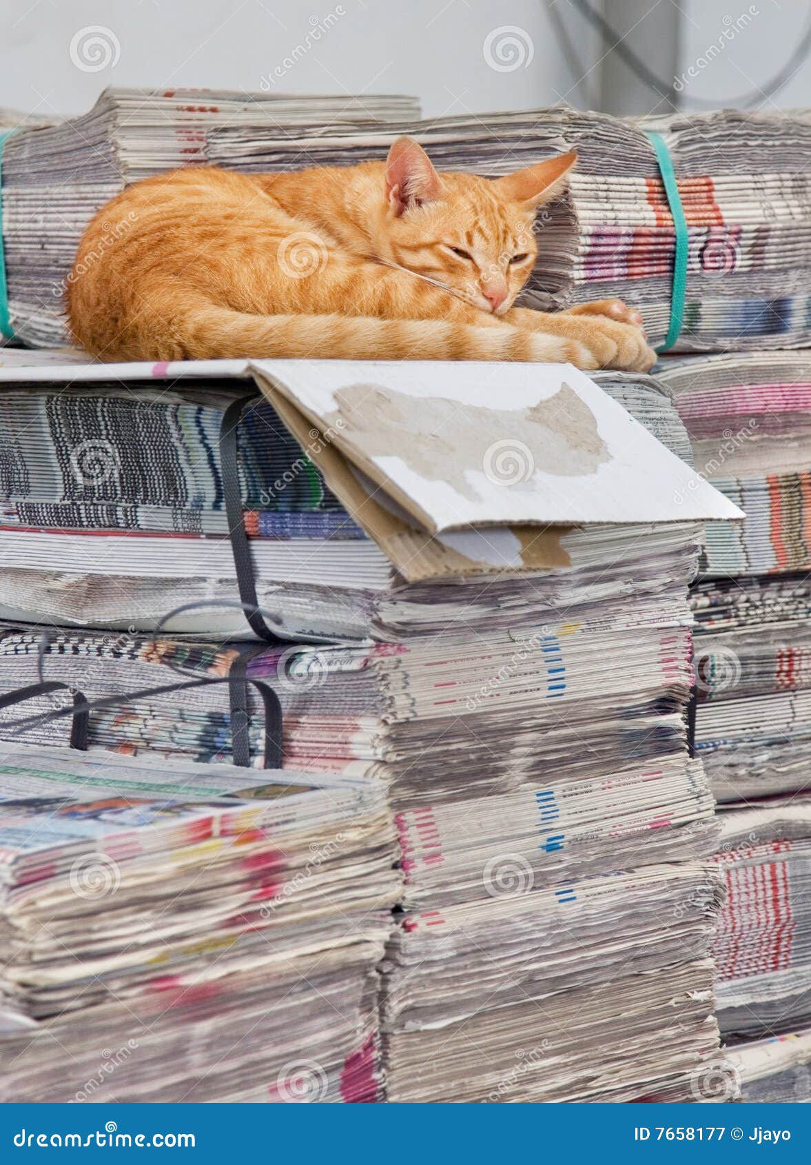 Cat asleep at work stock image. Image of professional - 7658177
