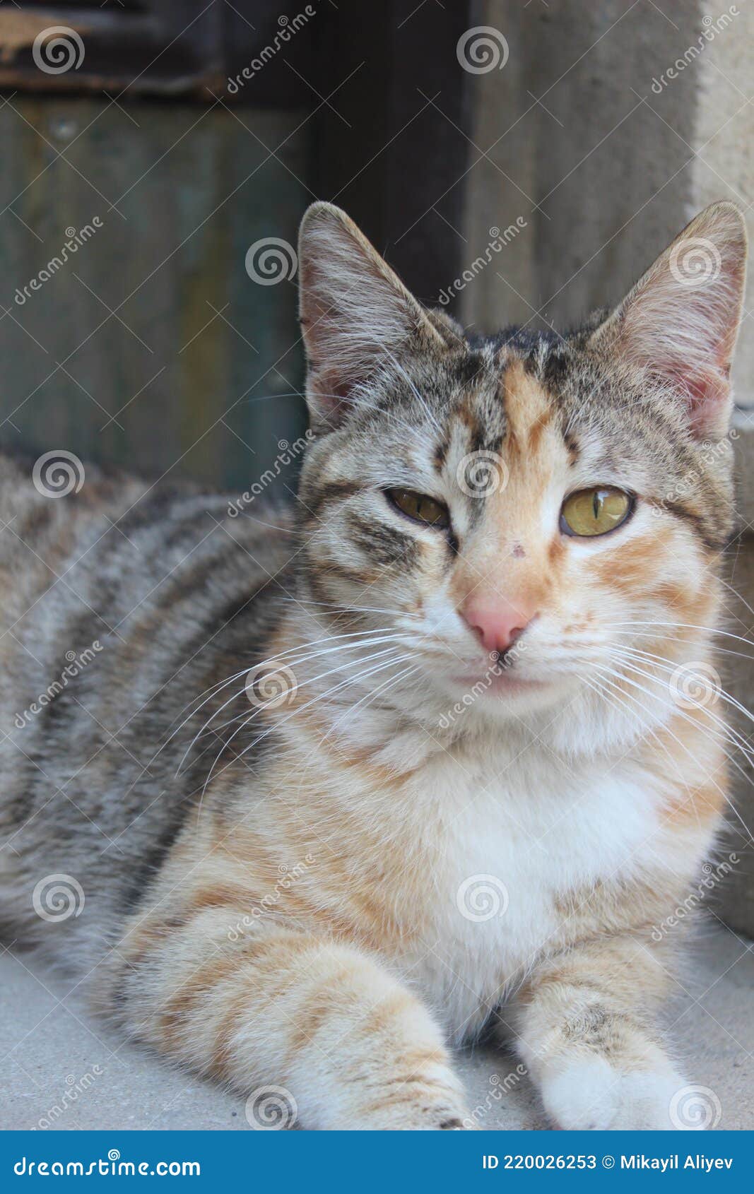 Cat with Assymetrical Eyes and Interesting Colour Stock Image - Image ...