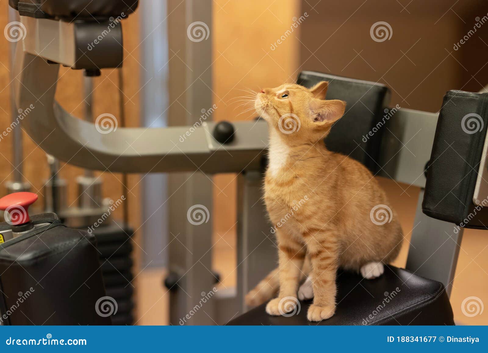 Cat Athlete. Ginger Cat in the Gym Stock Image - Image of club, indoors ...