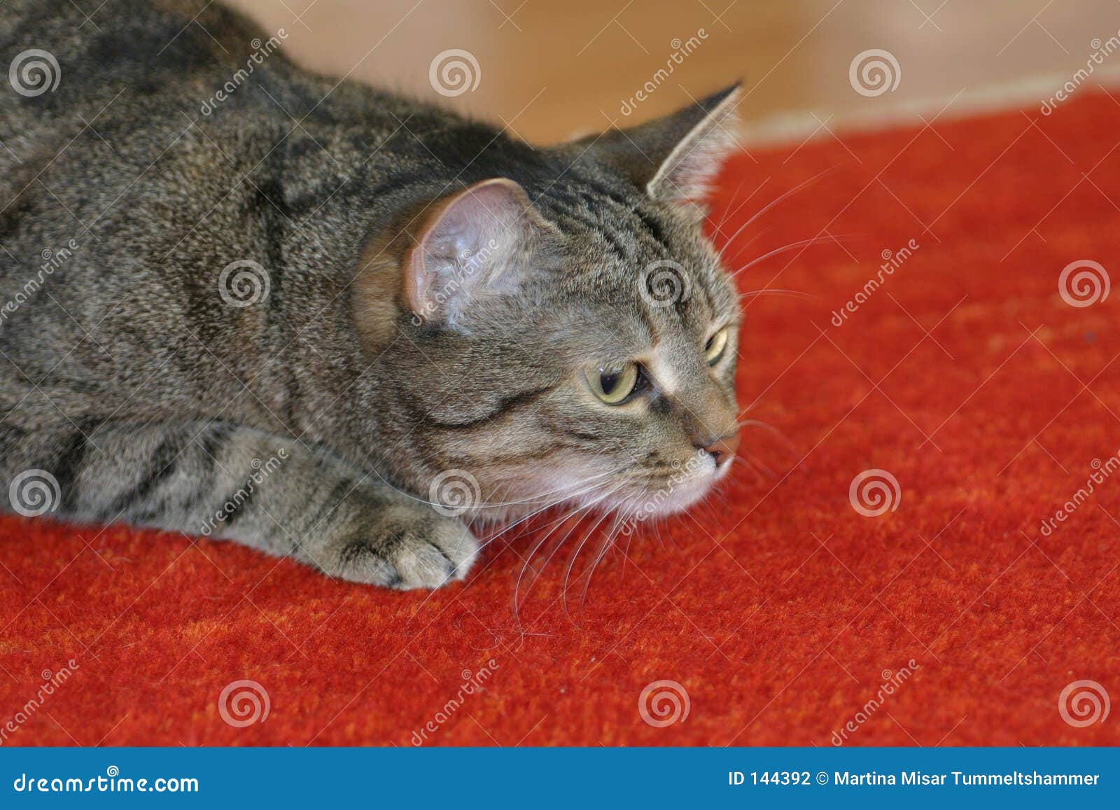 Cat attack stock photo. Image of concentraded, tiger, game - 144392