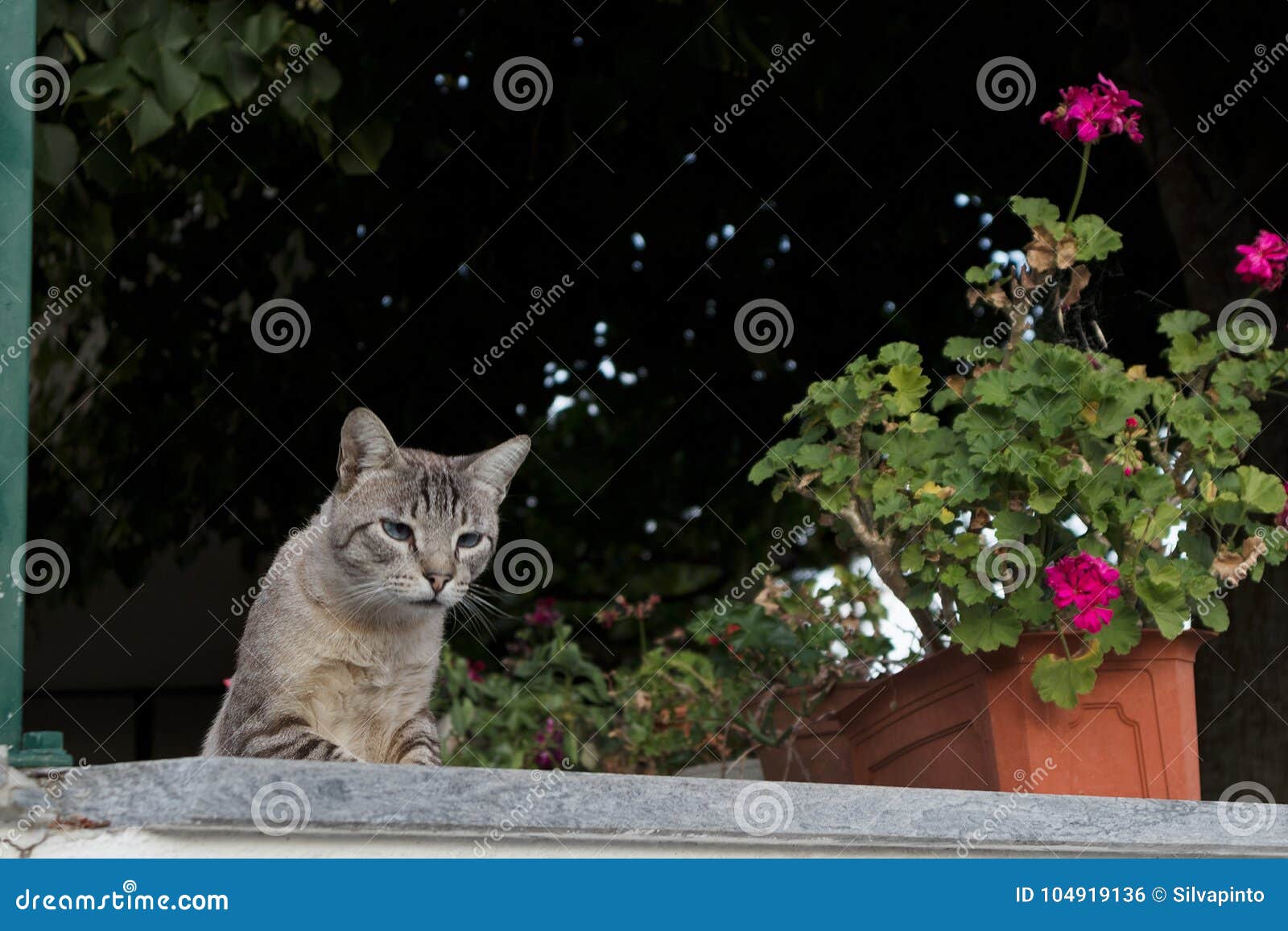 Cat in Attack Position. Close Up Stock Photo - Image of funny, curious ...