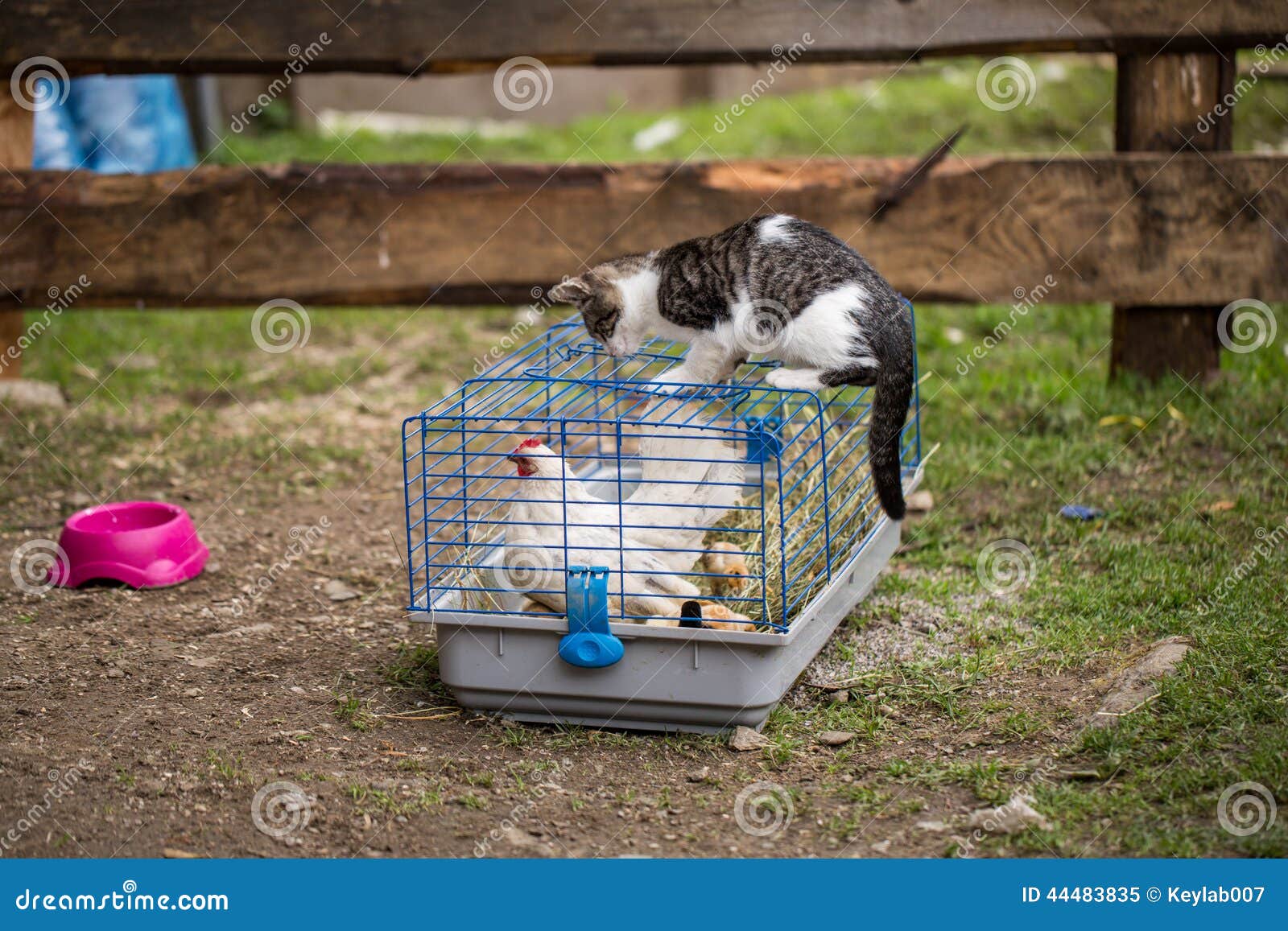 Cat Attacked by Chicken stock image. Image of fauna, poultry - 44483835