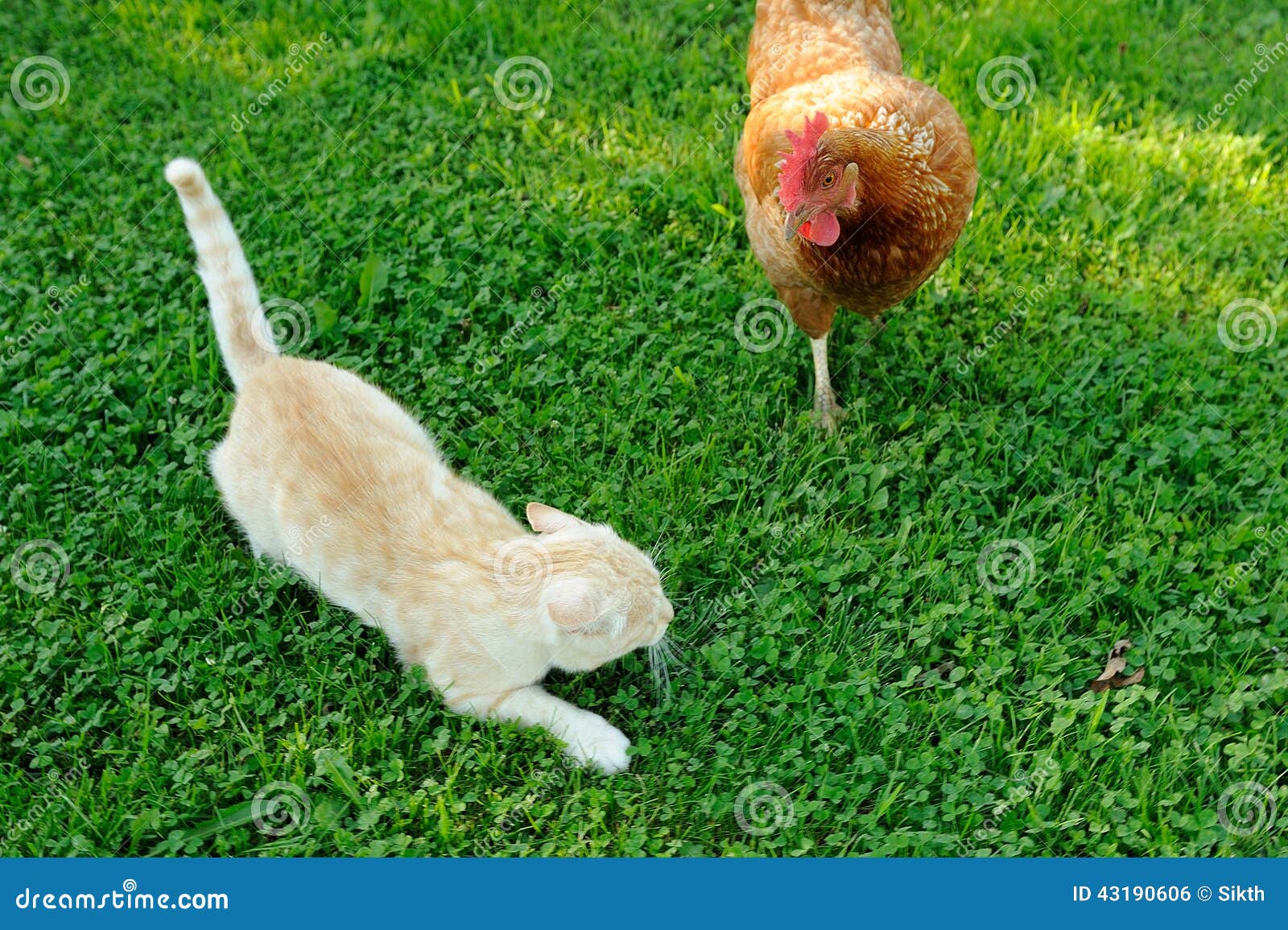 Cat Attacked by Chicken stock photo. Image of scared - 43190606