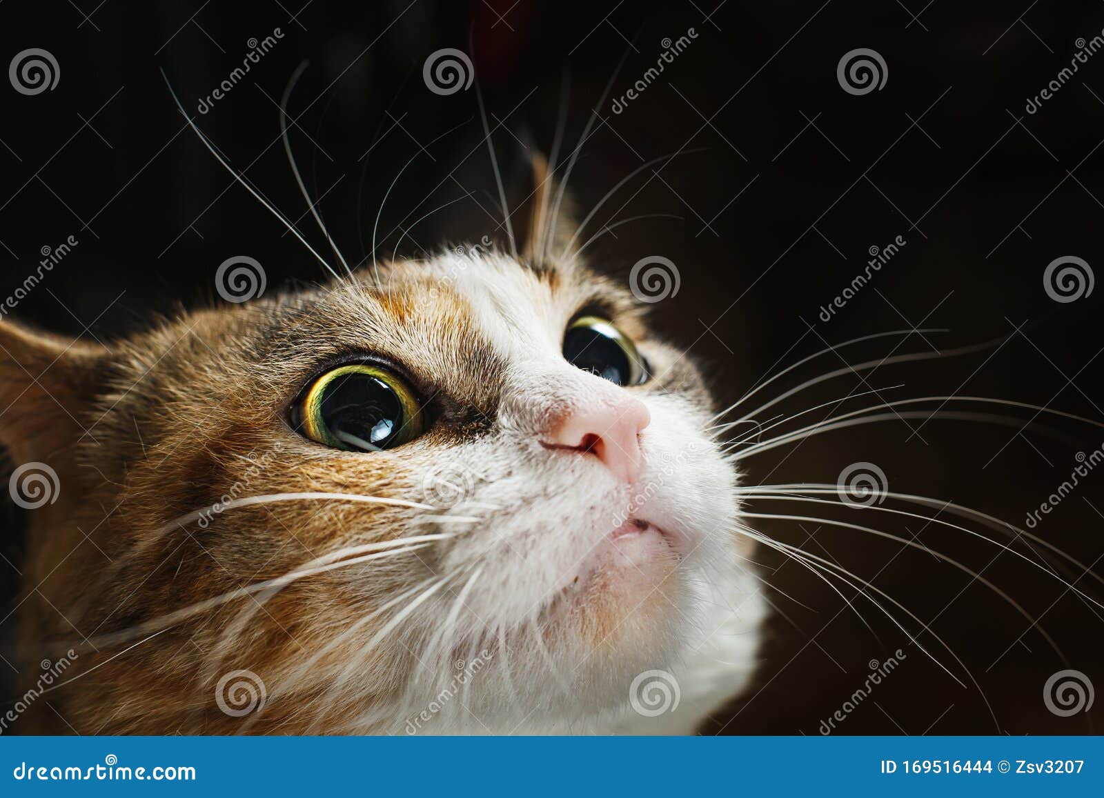Cat in Attacking Mode Close-up. always Alert Stock Photo - Image of ...