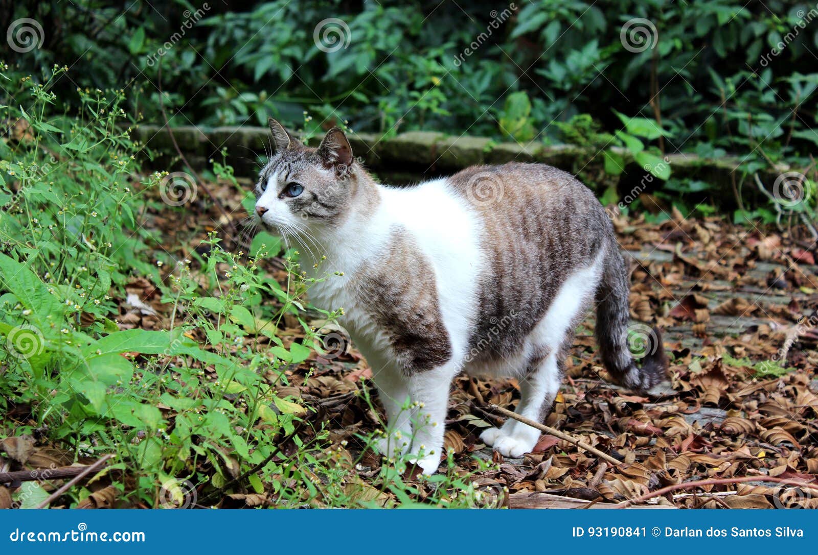 Cat attention stock image. Image of eyes, white, tabby - 93190841