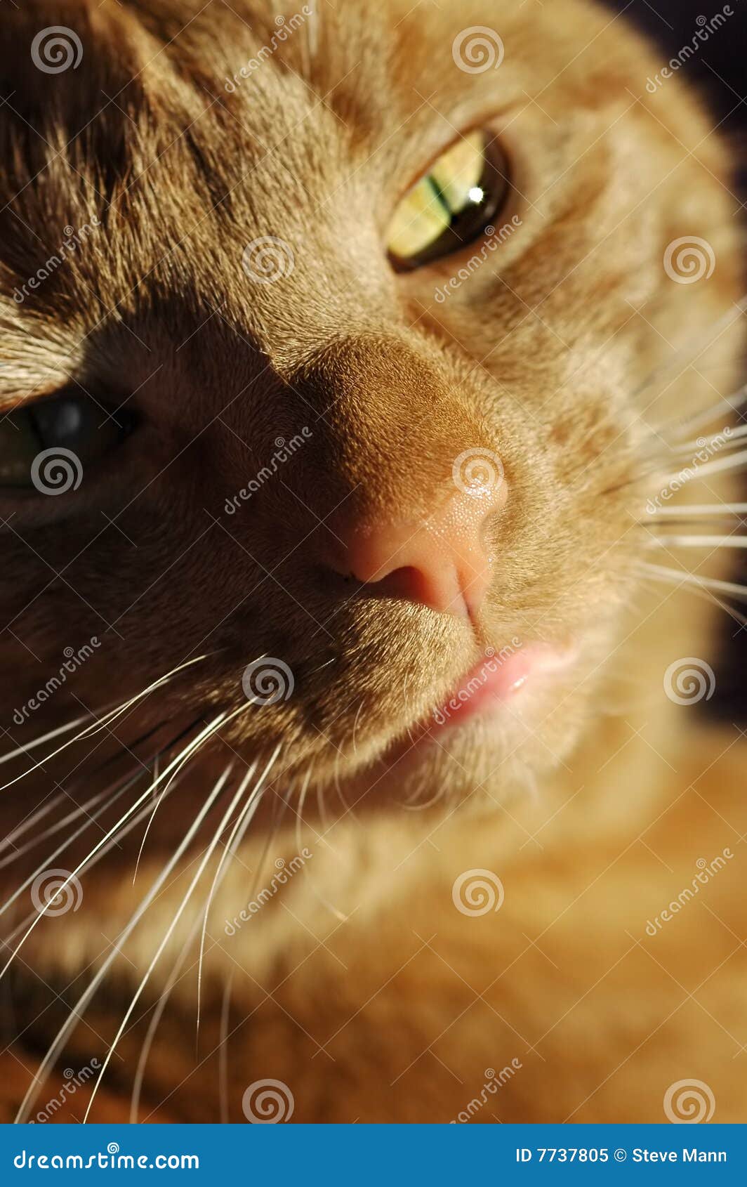 Cat with attitude stock image. Image of golden, expression - 7737805