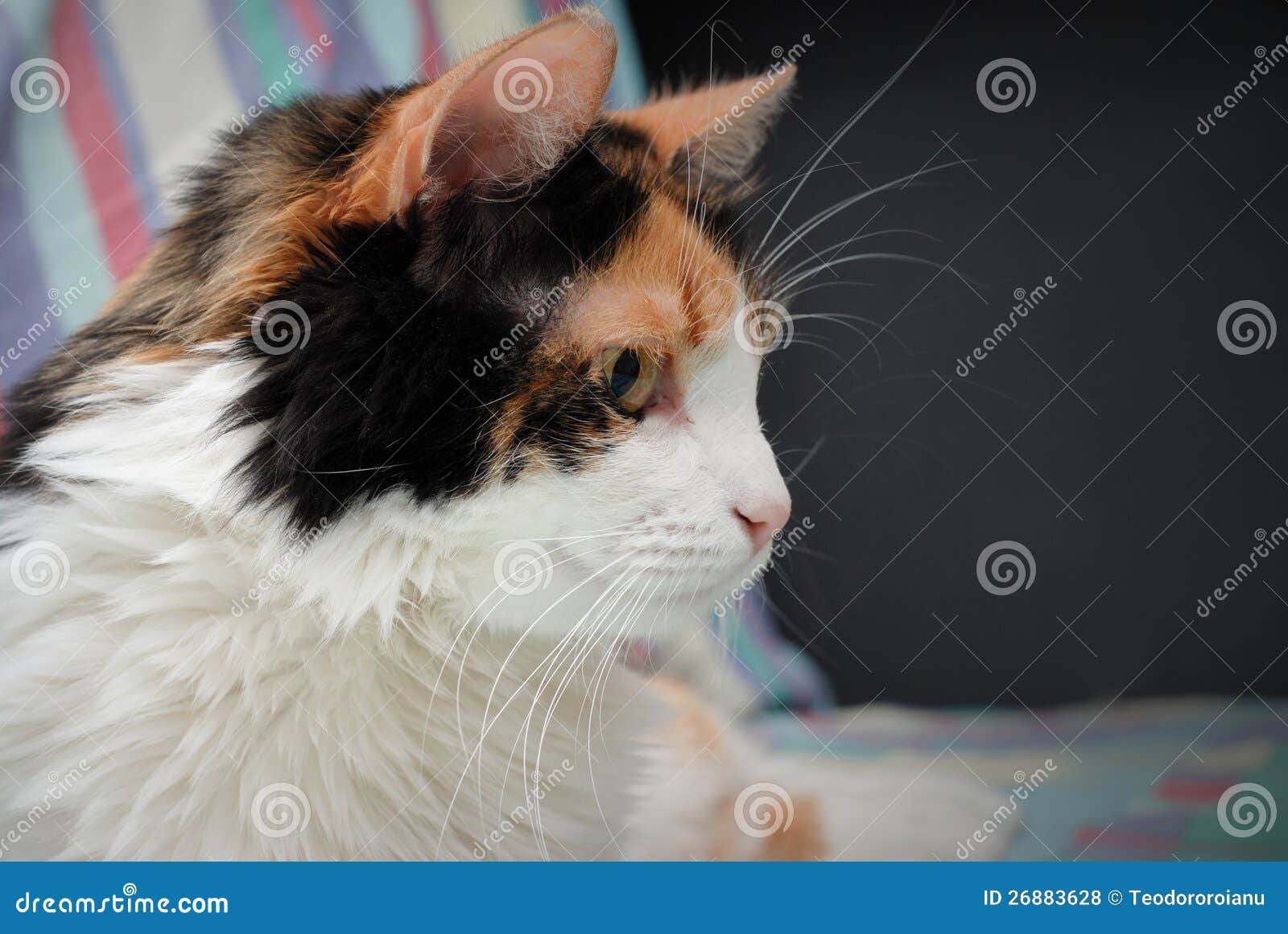 Cat is awake stock photo. Image of loving, awaken, cats - 26883628