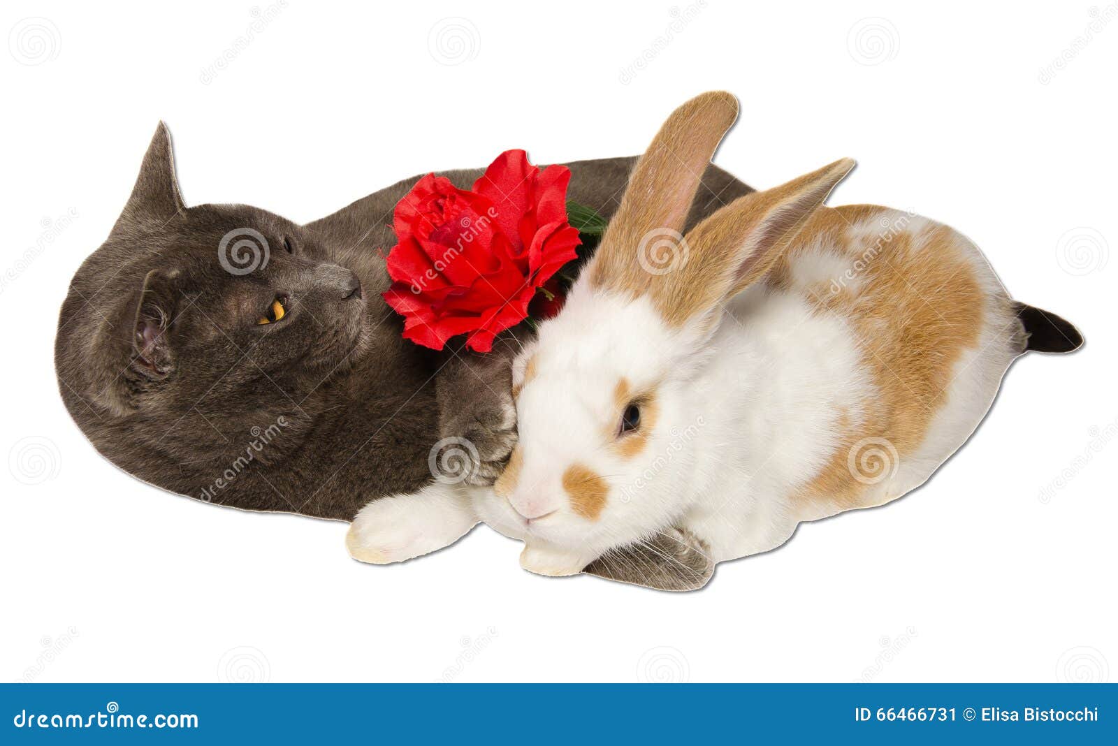 Cat with baby bunny stock image. Image of domestic, isolated - 66466731