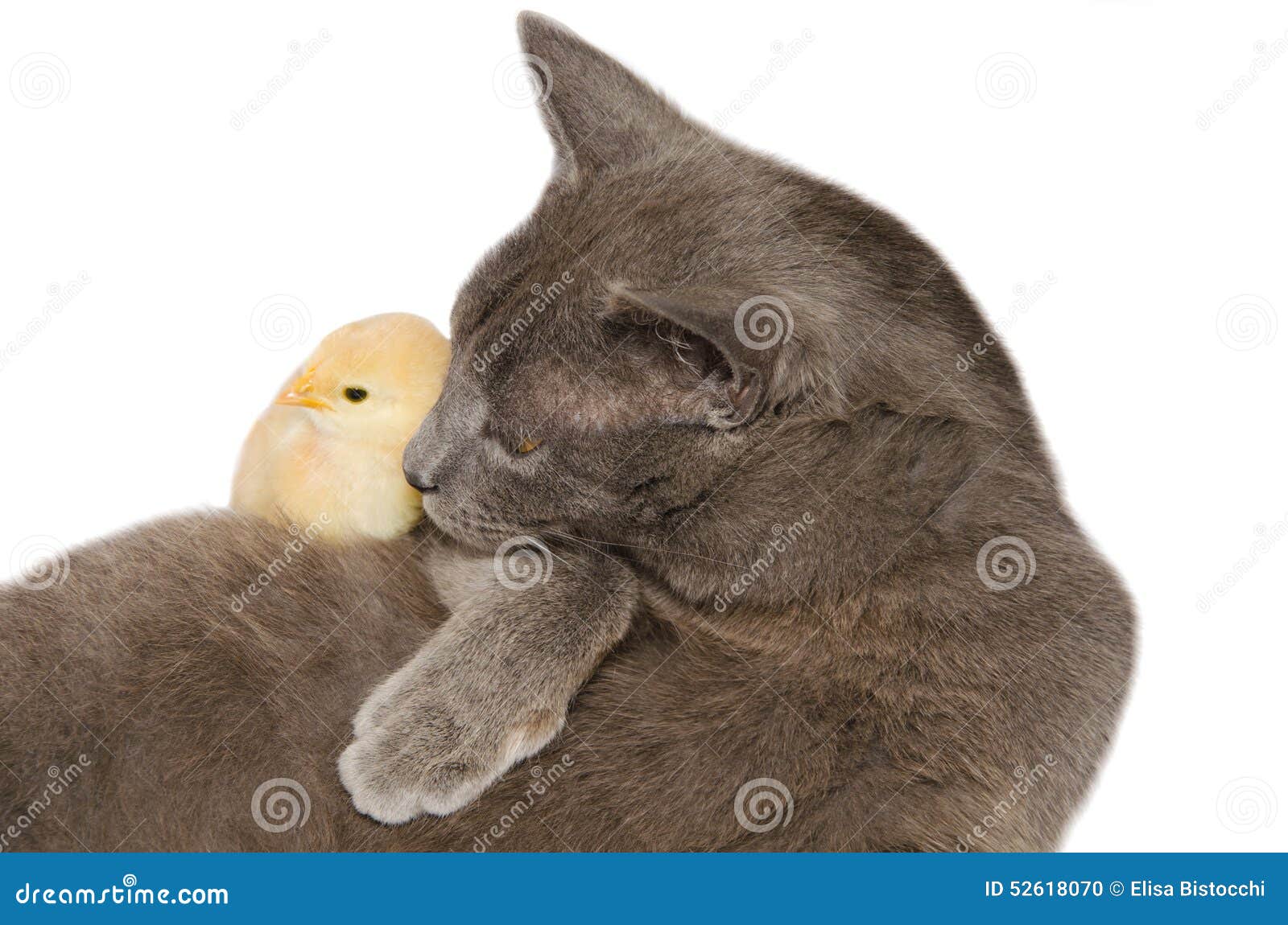 Cat with baby chick stock photo. Image of card, friendly - 52618070