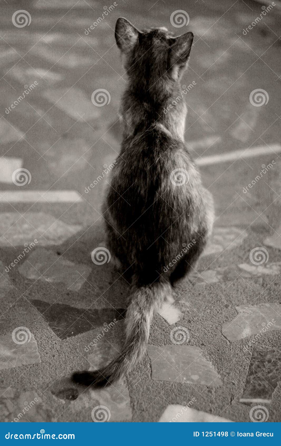 Cat back stock photo. Image of looking, back, look, grey - 1251498