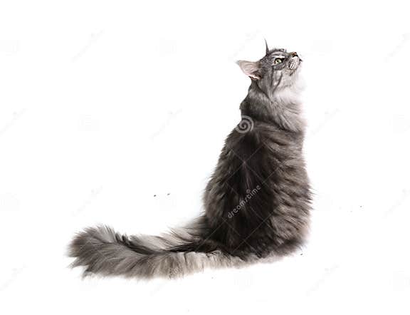 Cat from the back stock photo. Image of fluffy, animal - 107150968