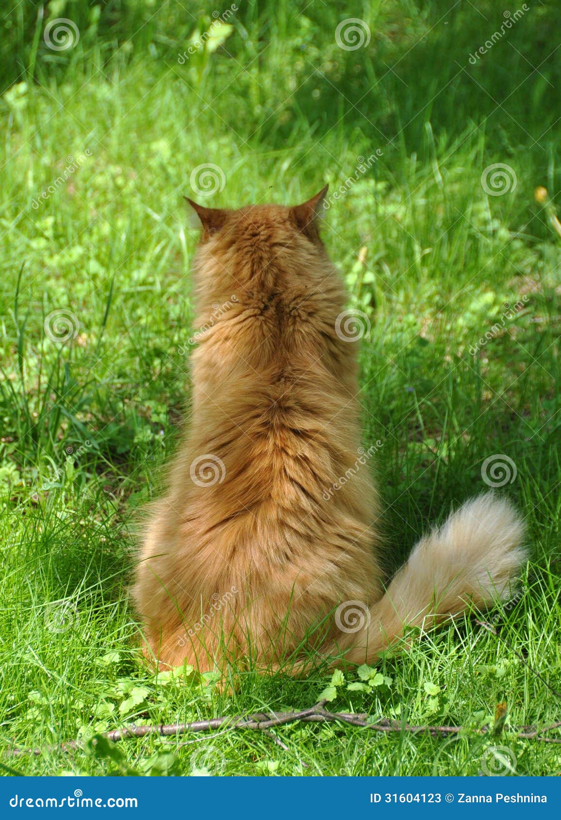 Cat back stock image. Image of back, hunter, darling - 31604123