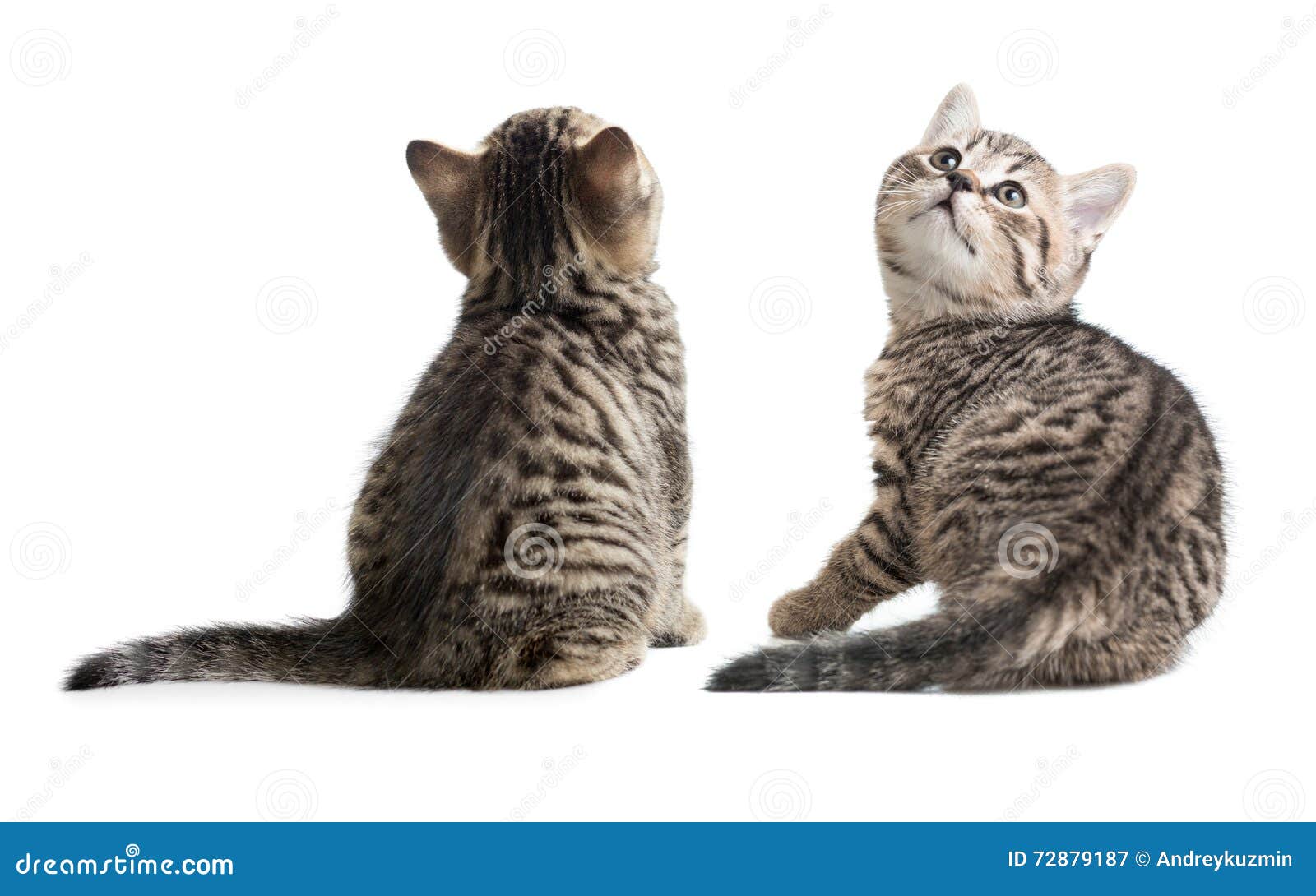 Cat Back and Side View. Kitten Sitting Isolated on White. Stock Image ...